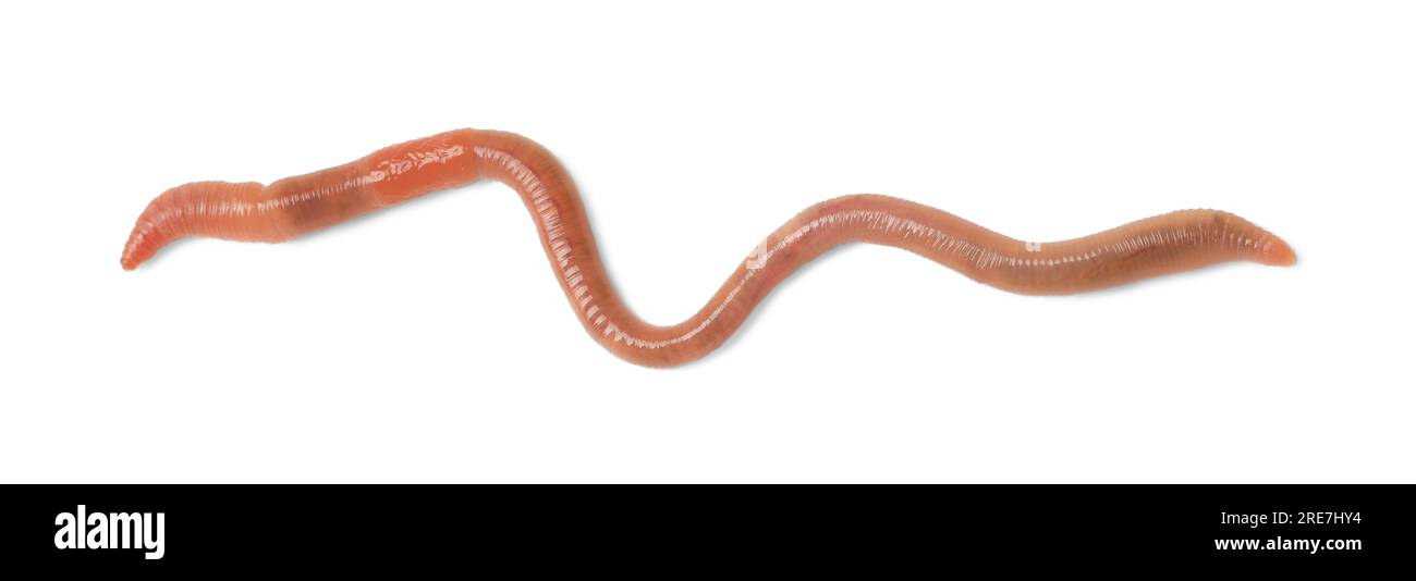 One earthworm isolated on white. Terrestrial invertebrates Stock Photo ...