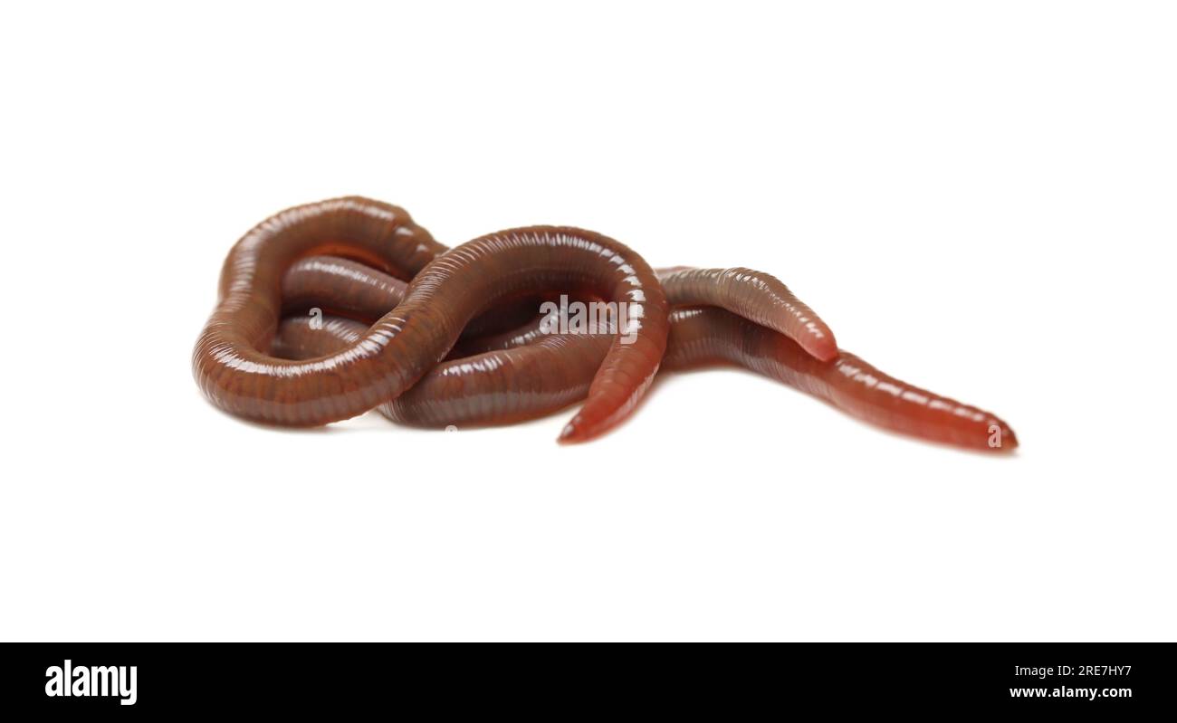 Many earthworms on white background. Terrestrial invertebrates Stock ...