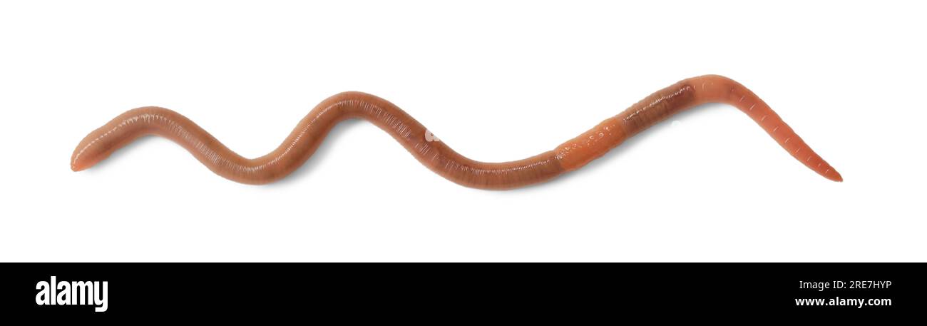 One earthworm isolated on white, top view. Terrestrial invertebrates ...