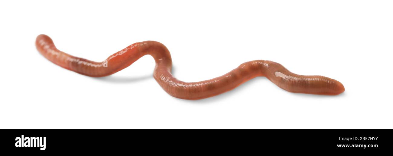 One earthworm isolated on white. Terrestrial invertebrates Stock Photo ...
