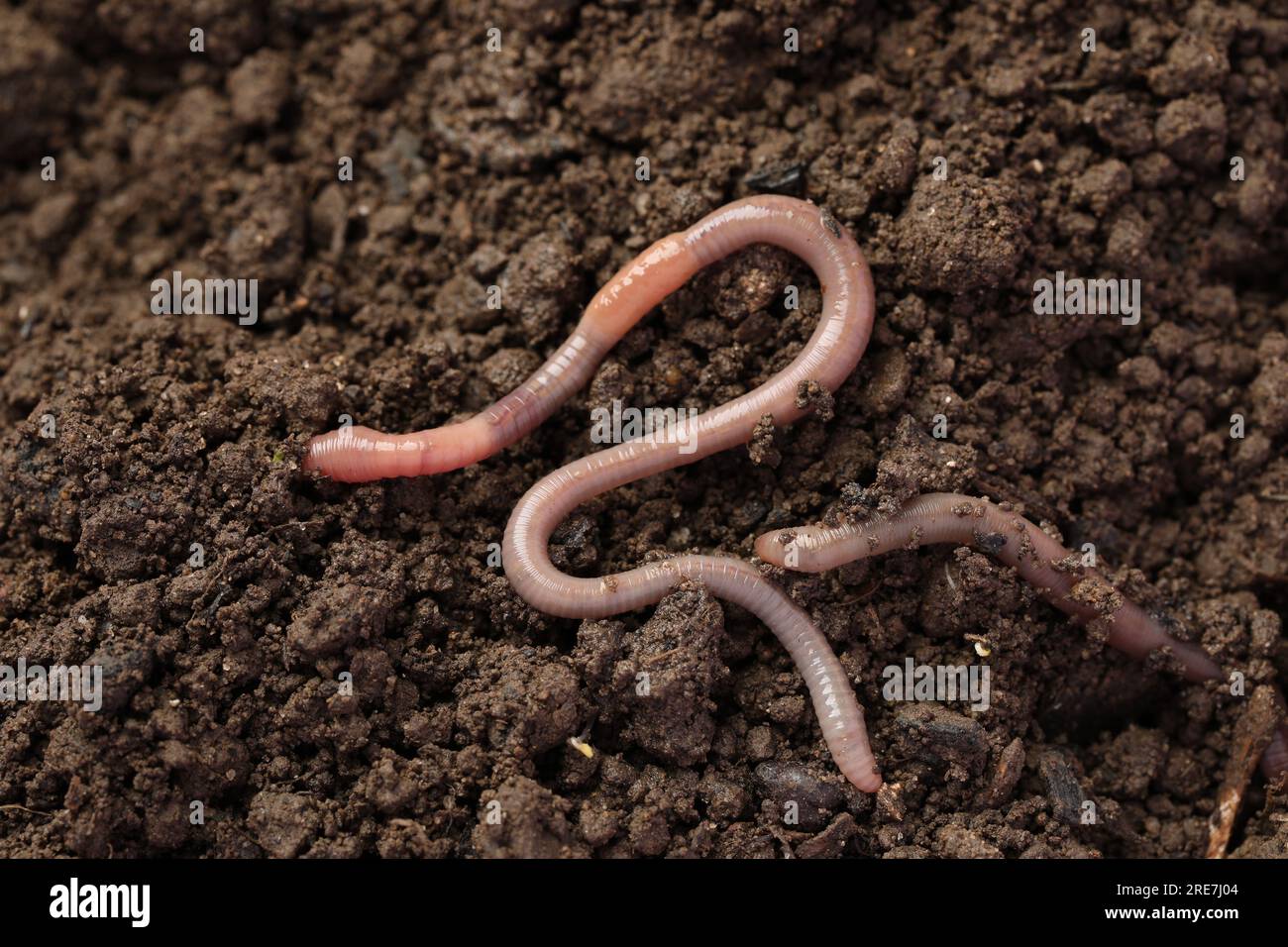 Earthworms crawling on wet soil. Terrestrial invertebrates Stock Photo ...