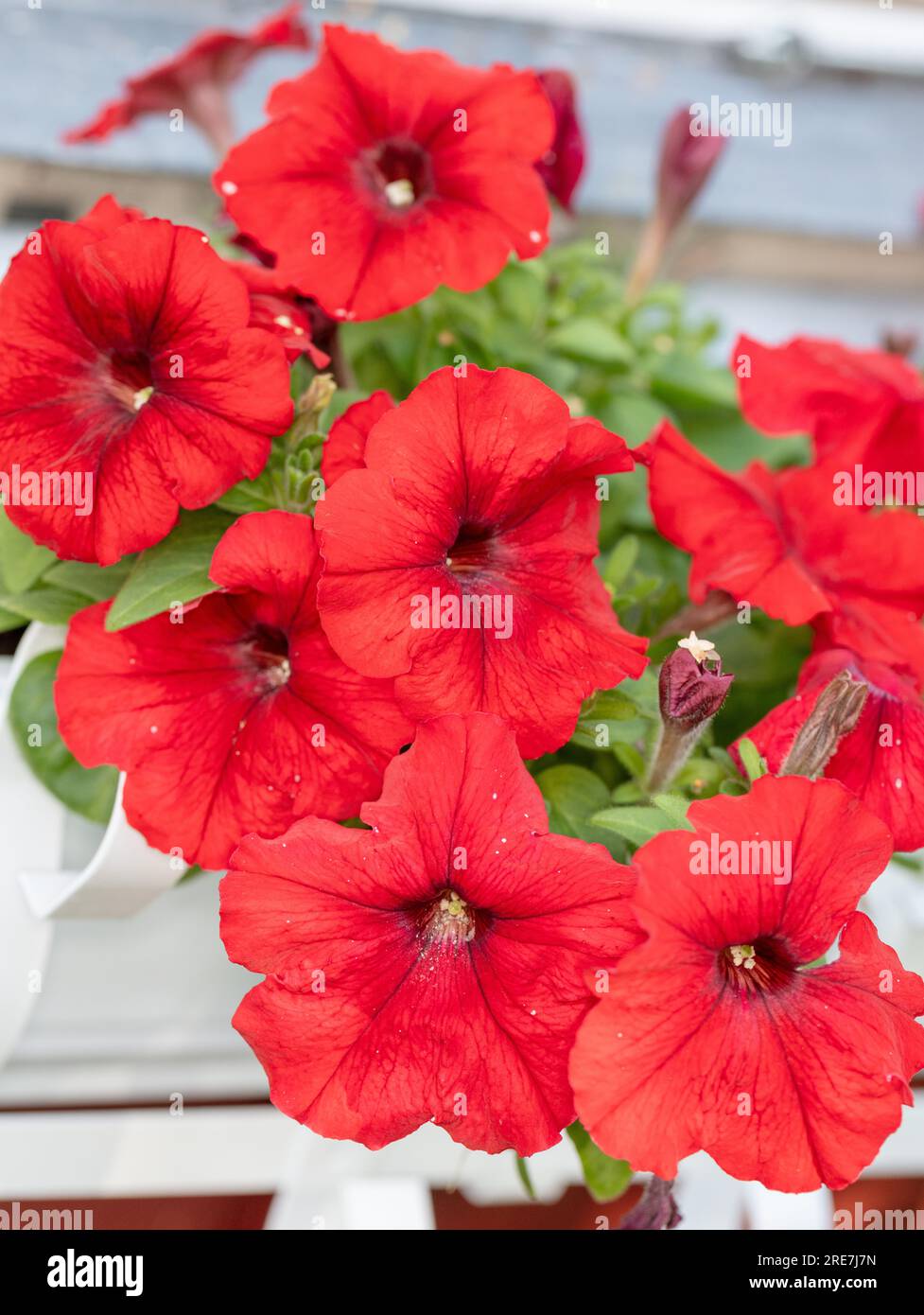 Common Garden Petunia
