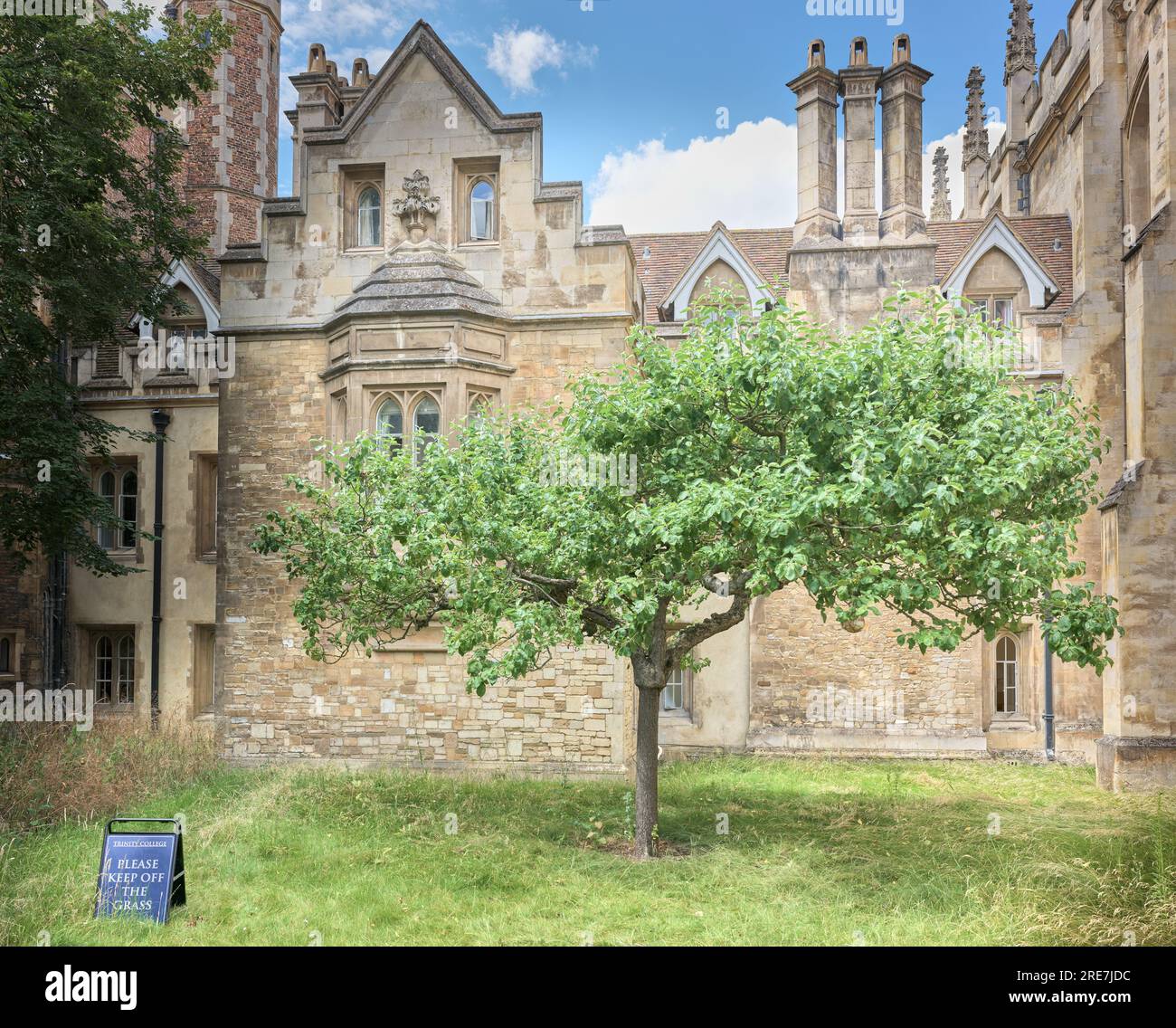 Apple tree in court of Trinity College, University of Cambridge ...