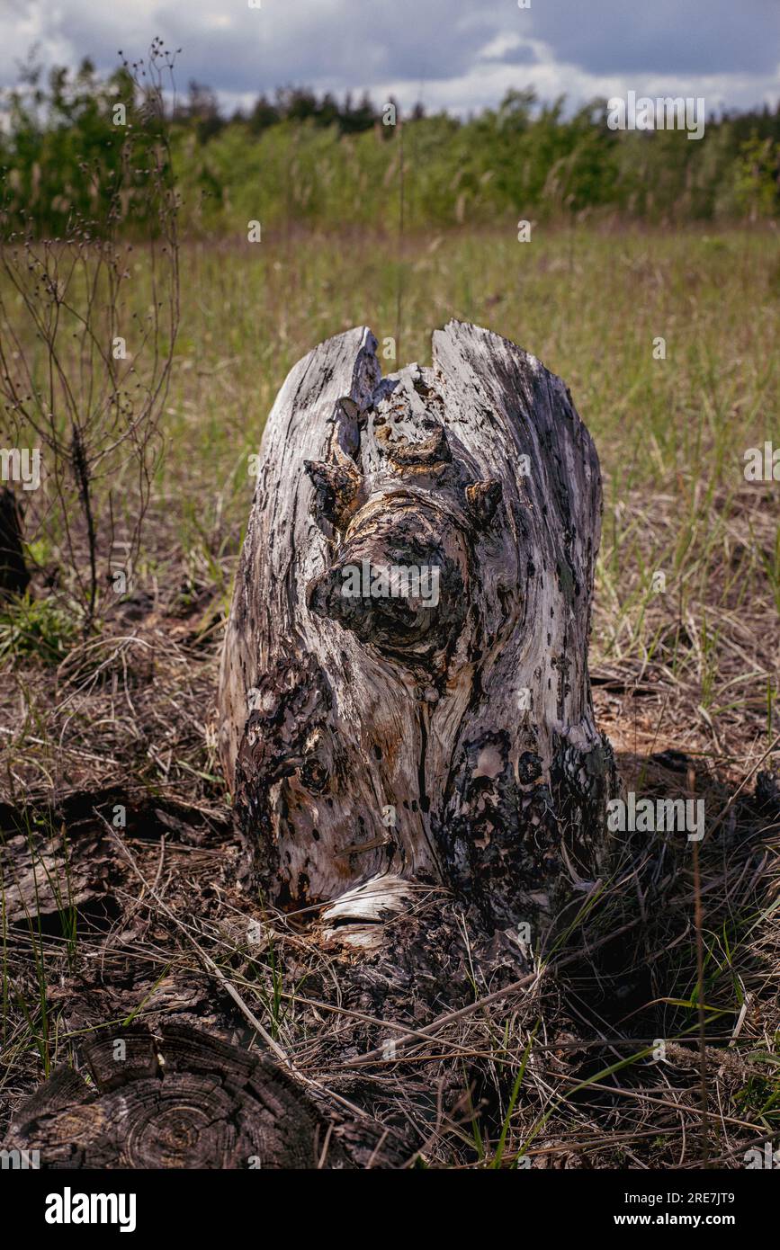 An interesting old stump that looks like an animal with eyes Stock ...