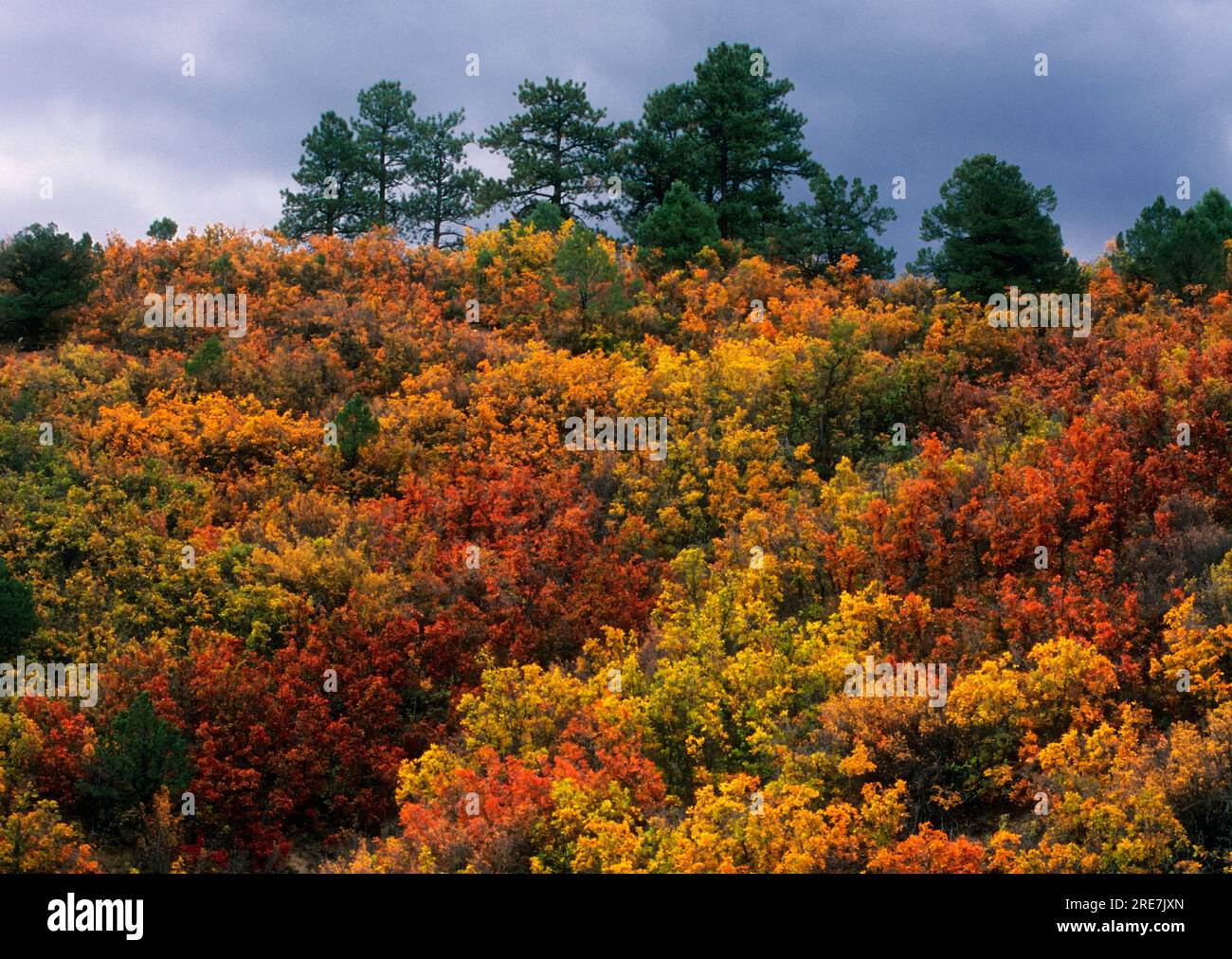 Gamble oak hi-res stock photography and images - Alamy