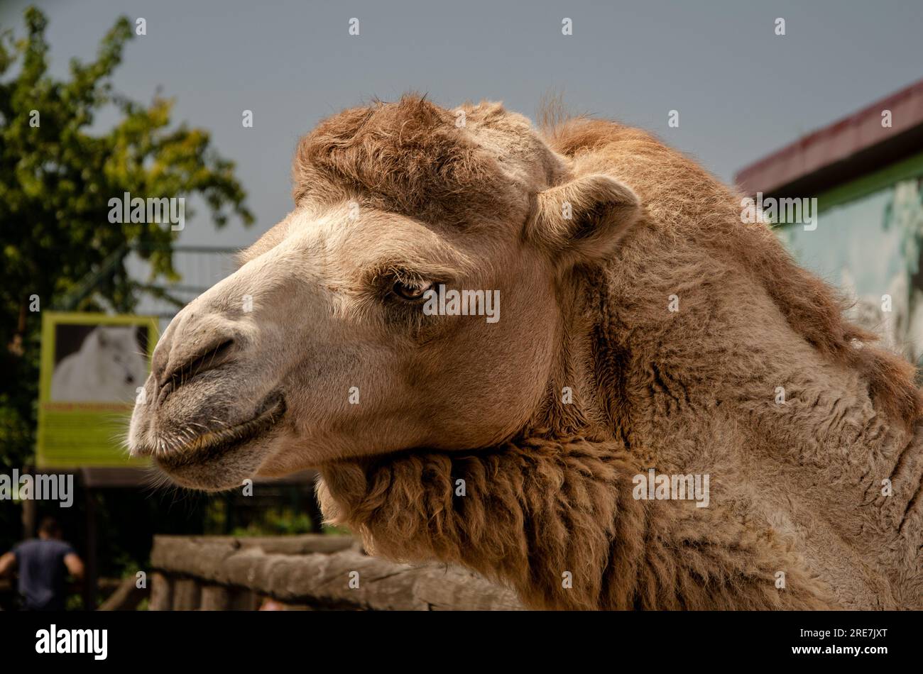 Great photos of animals taken at the zoo Stock Photo - Alamy