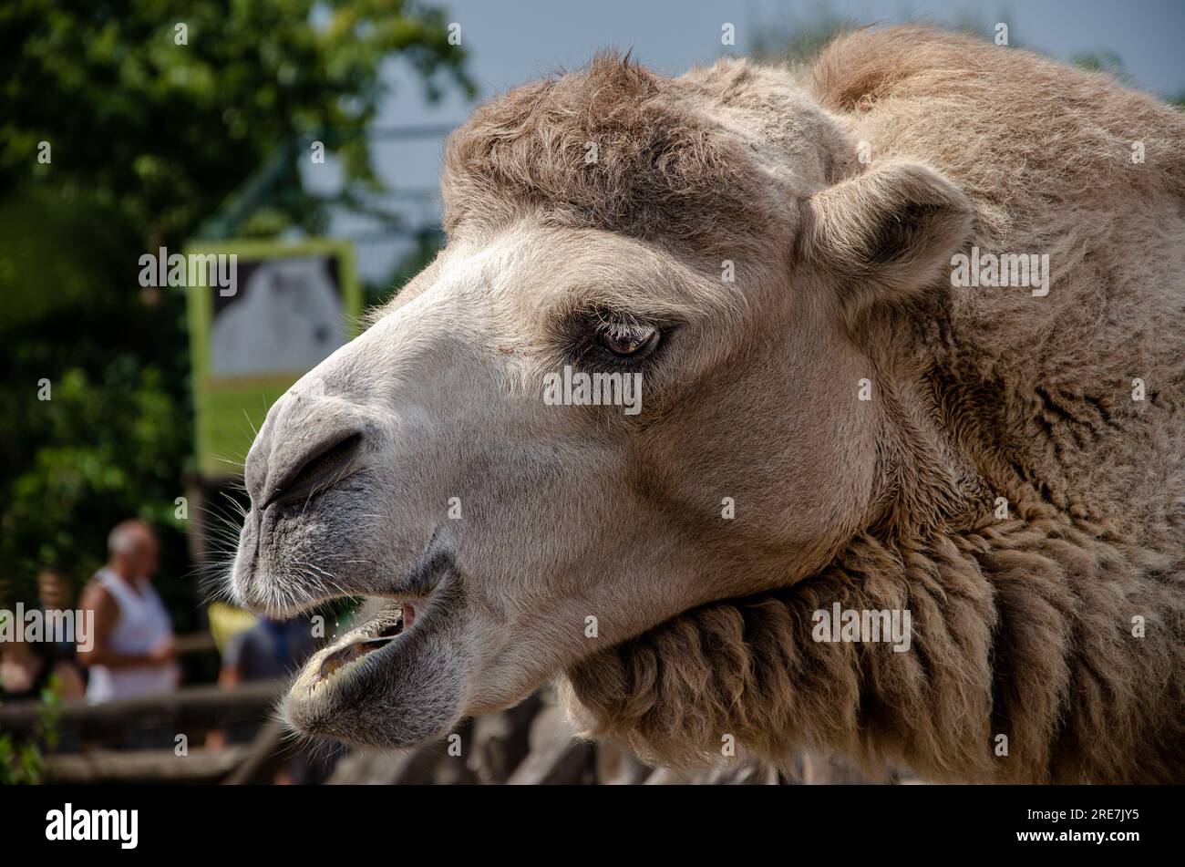 Great photos of animals taken at the zoo Stock Photo - Alamy
