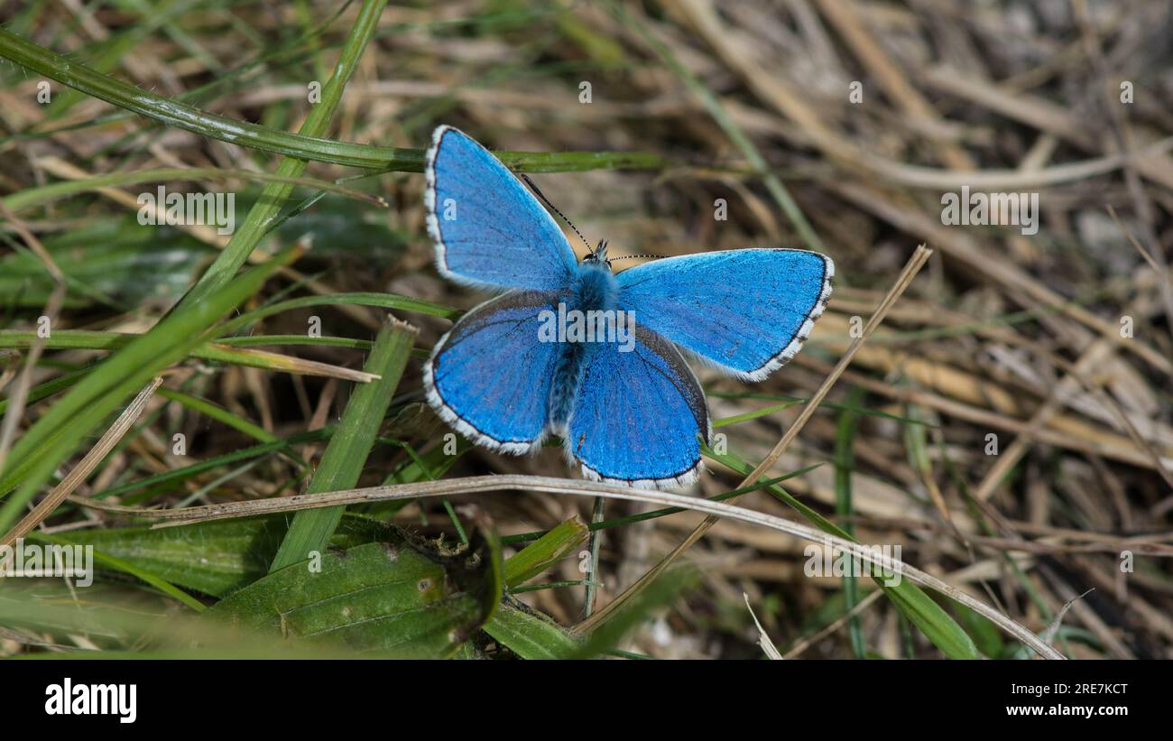 Rare and beautiful butterflies hi-res stock photography and images - Alamy