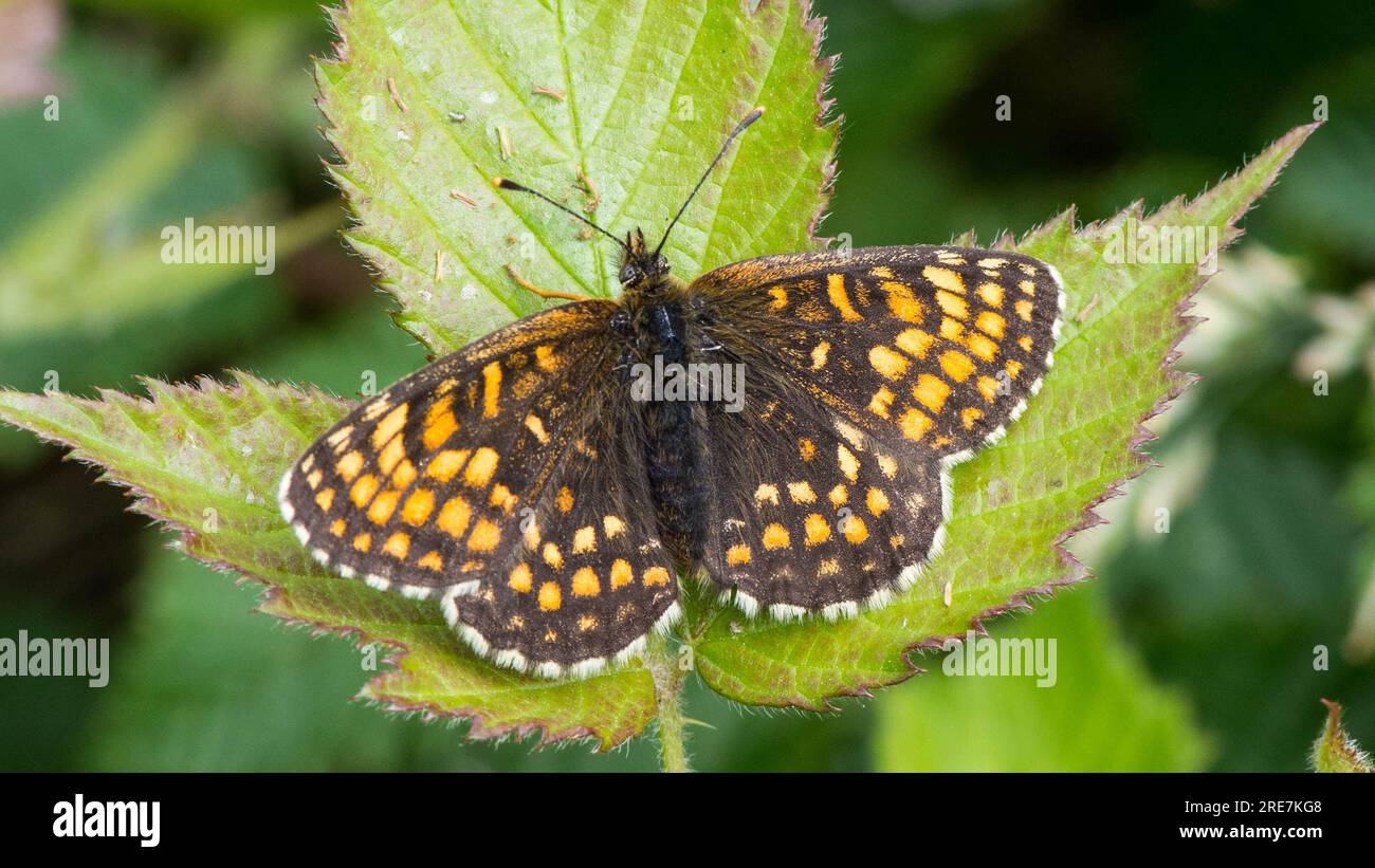 Heath fritillary butterfly uk hi-res stock photography and images - Alamy