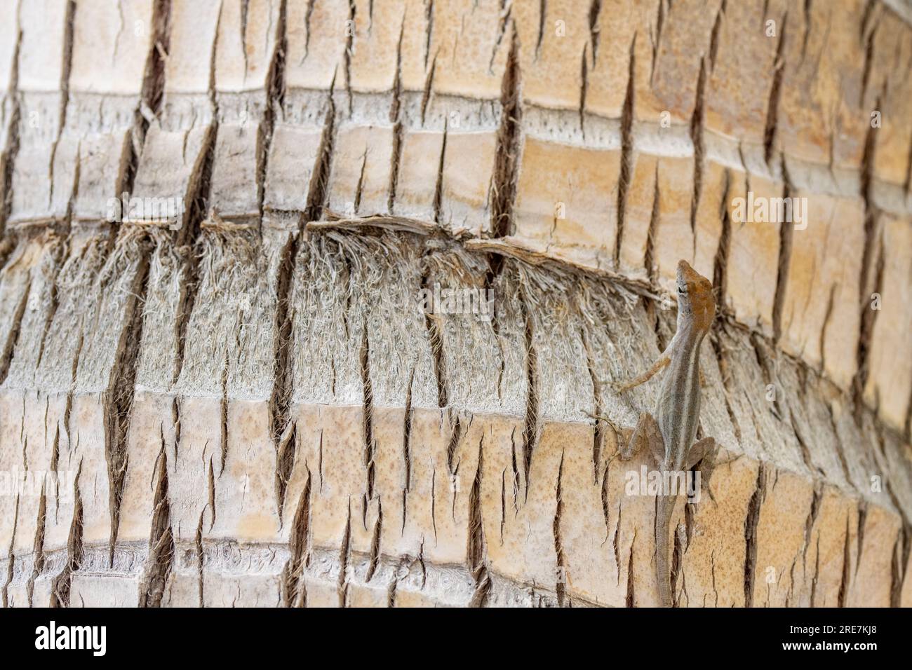 Caribbean lizard with dark brown head on a palm trunk in Cuba. Lizard ...