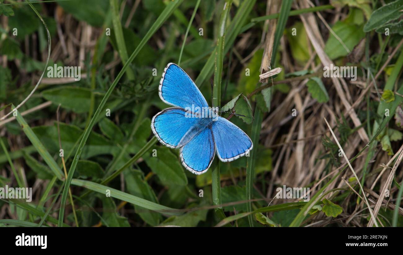 Adonis butterflies hi-res stock photography and images - Alamy