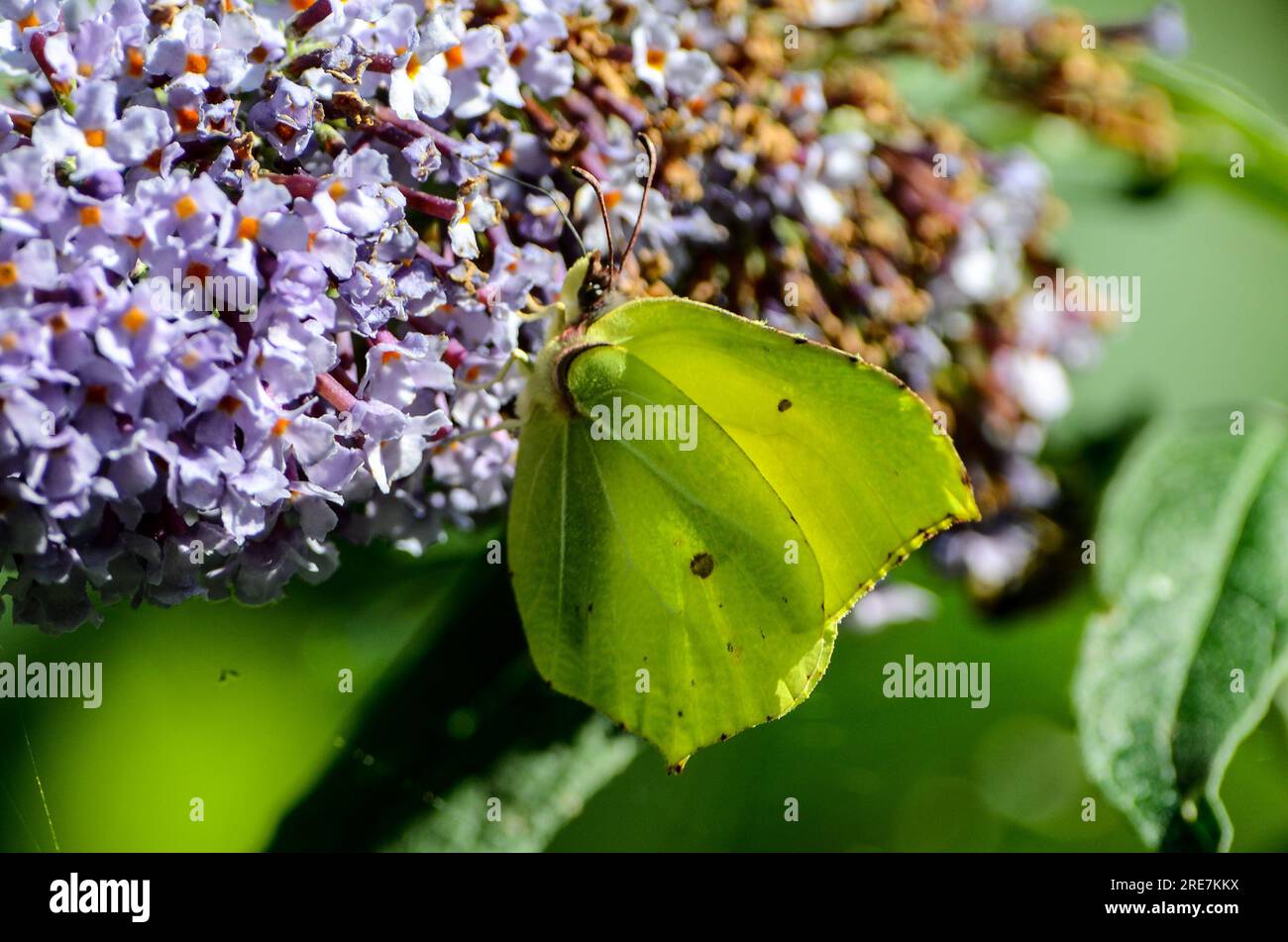 Flutterflies hi-res stock photography and images - Alamy