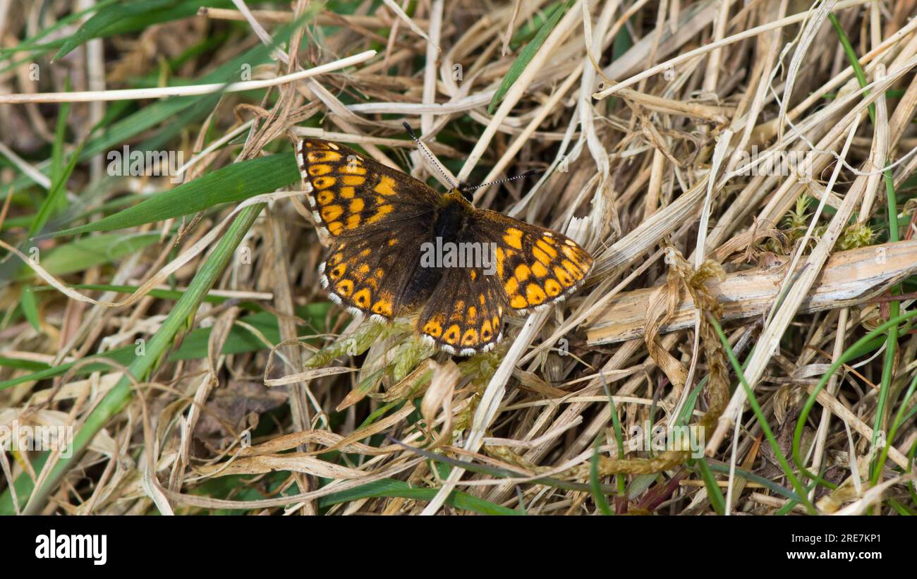 Flutterflies hi-res stock photography and images - Alamy