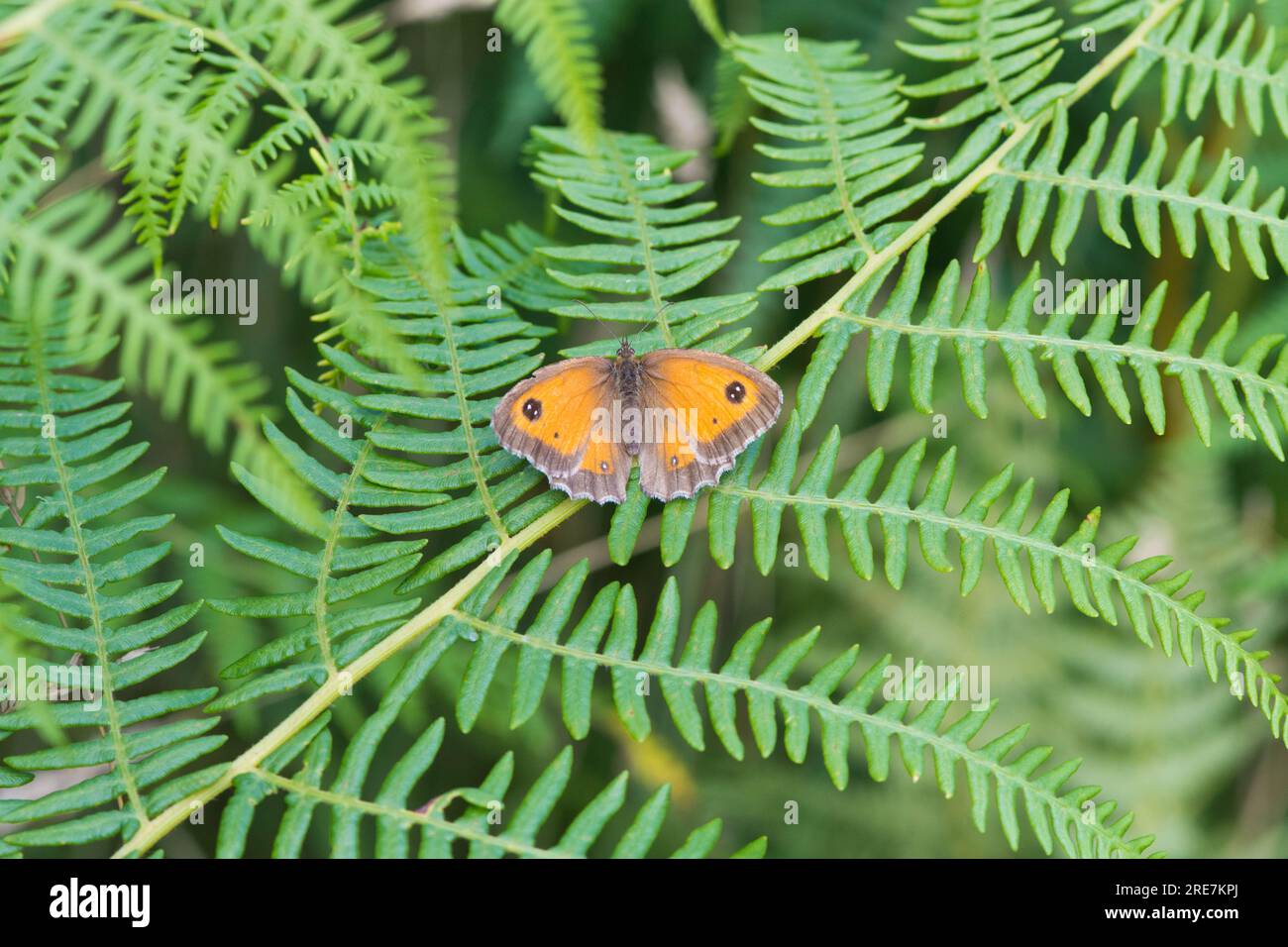 Gatekeeper butterflies hi-res stock photography and images - Alamy