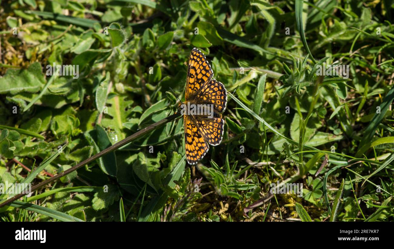 Flutterflies hi-res stock photography and images - Alamy