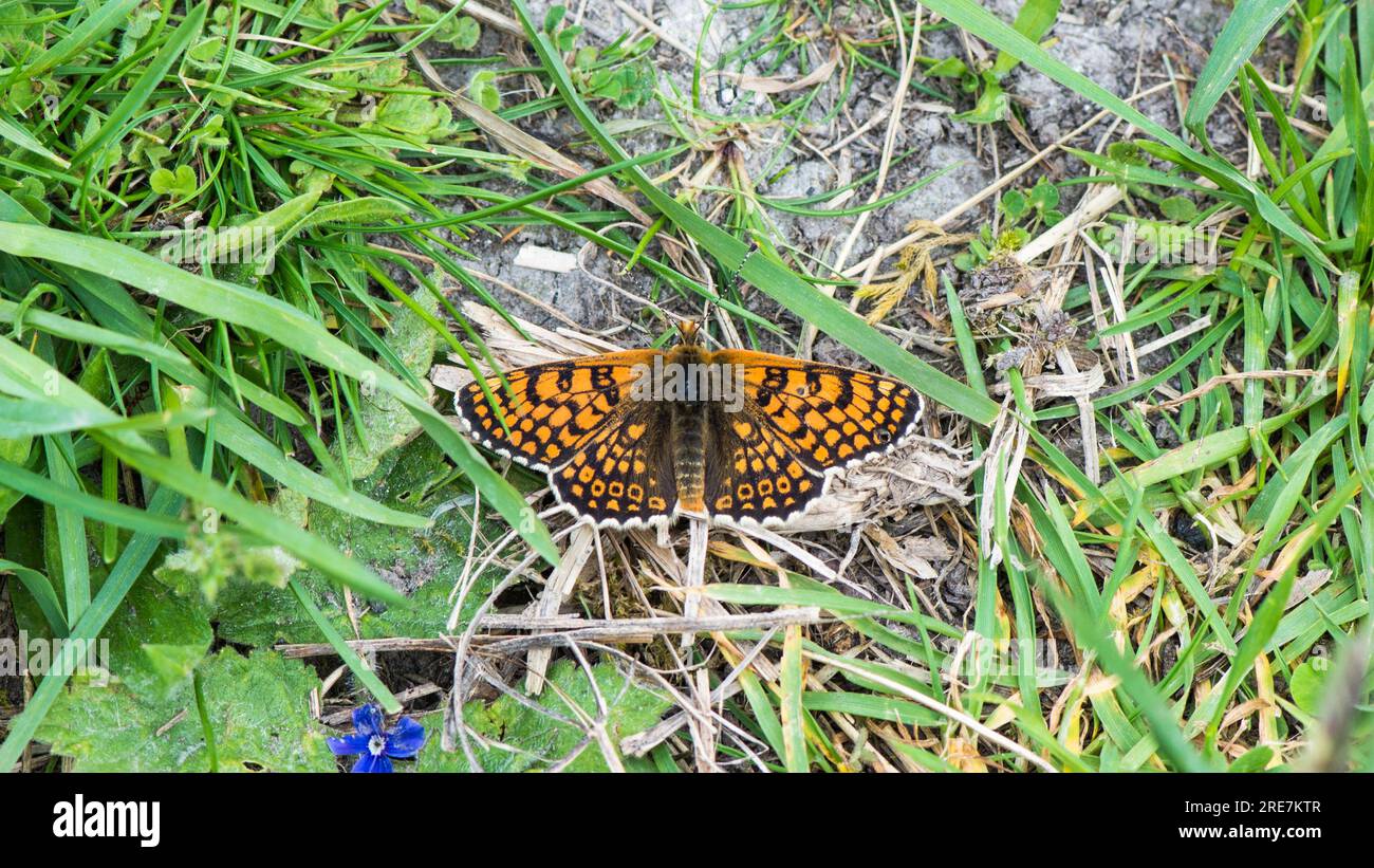 Flutterflies hi-res stock photography and images - Alamy