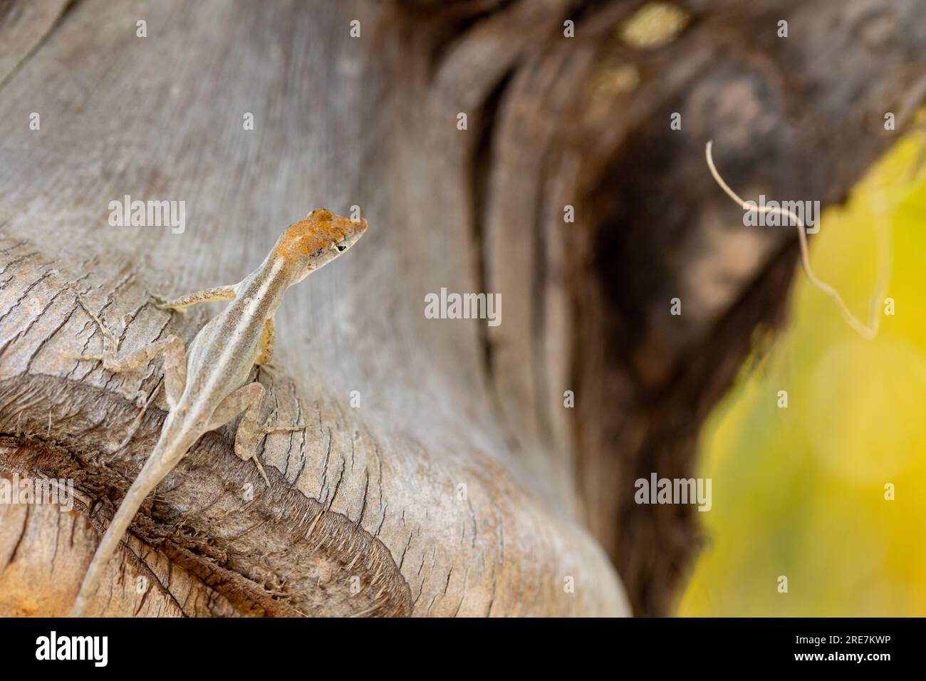 Caribbean lizard with dark brown head on a palm trunk in Cuba. Lizard ...