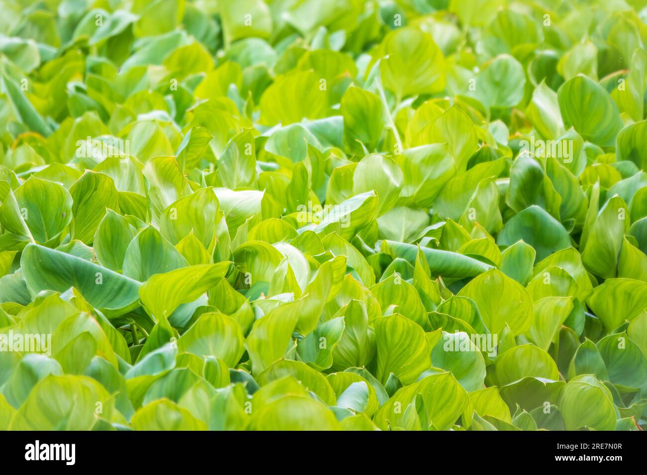 Calla palustris, top view. Leaves of Calla or bog arum, marsh calla ...