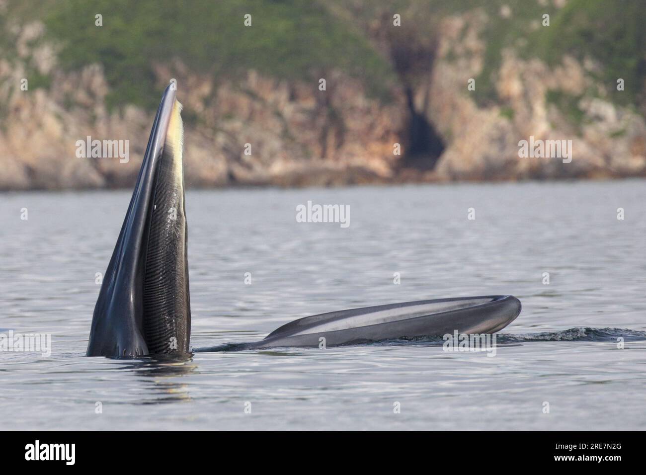 Eden's Whale (Balaenoptera edeni), at sea surface, feeding, Inner Port ...