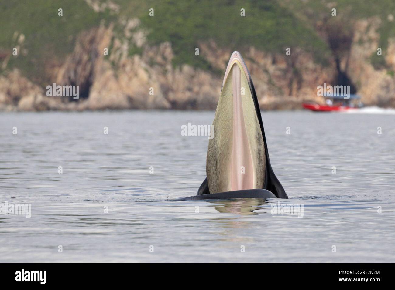 Eden's Whale (Balaenoptera edeni), at sea surface, feeding, Inner Port ...