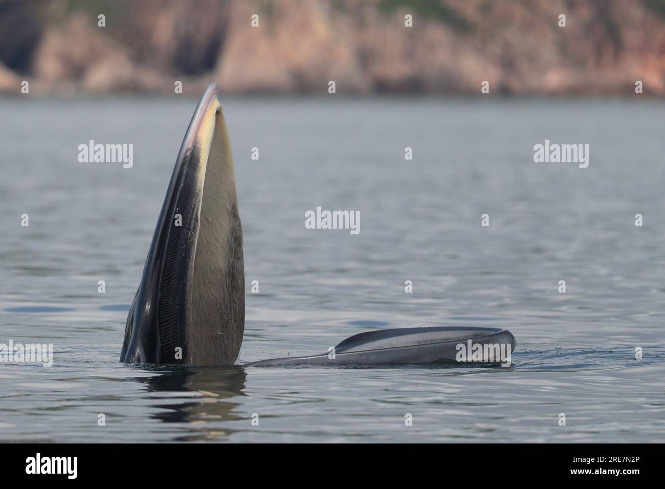 Eden's Whale (Balaenoptera edeni), at sea surface, feeding, Inner Port ...