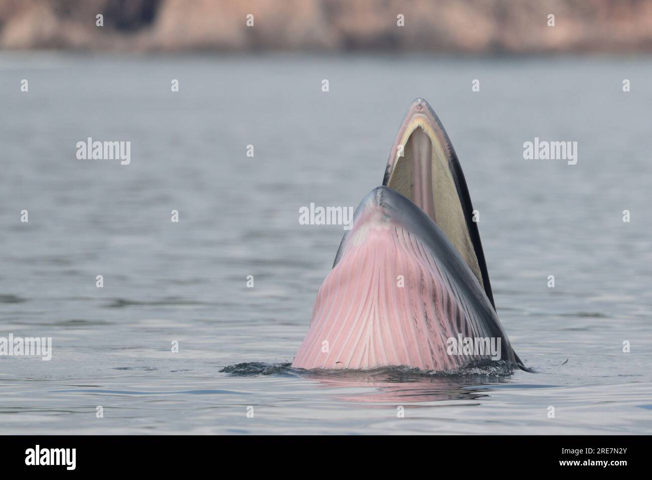 Eden's Whale (Balaenoptera edeni), at sea surface, feeding, Inner Port ...