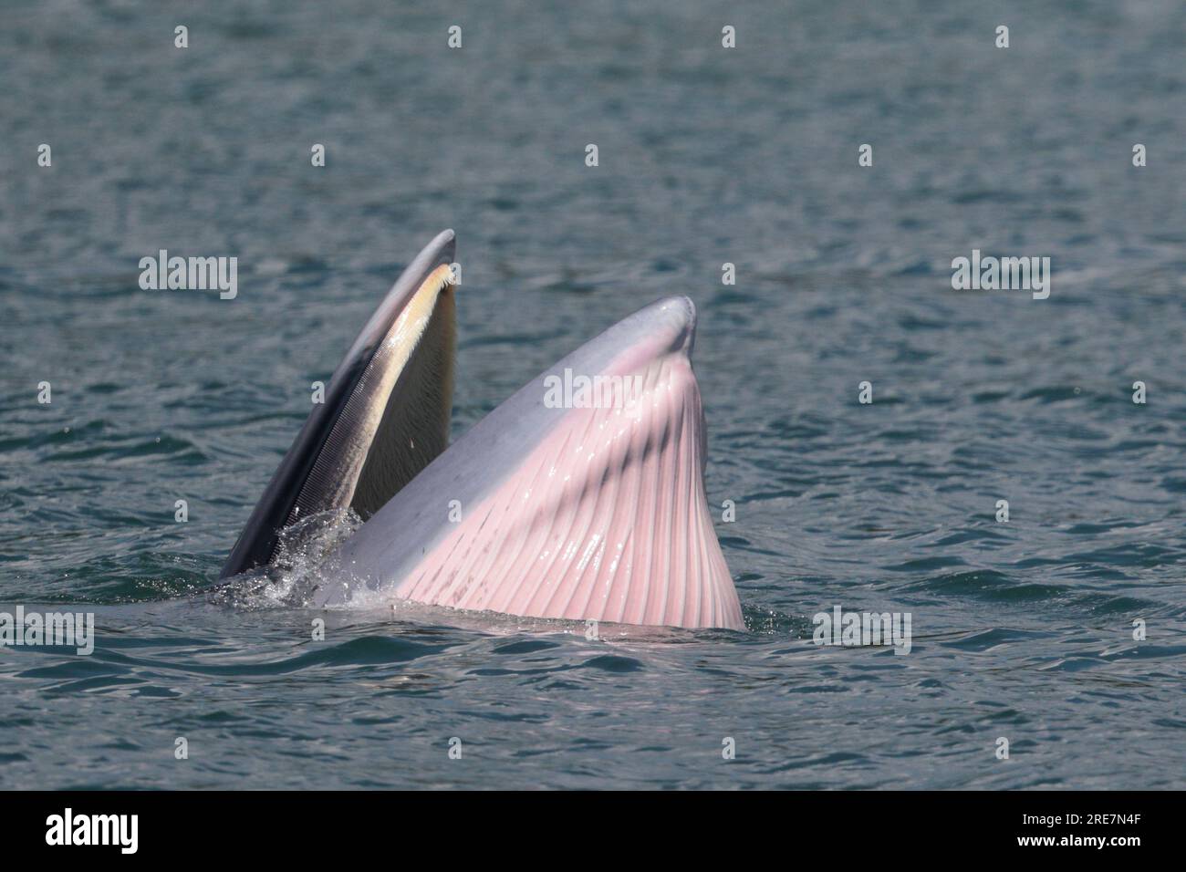 Eden's Whale (Balaenoptera edeni), at sea surface, feeding, Inner Port ...