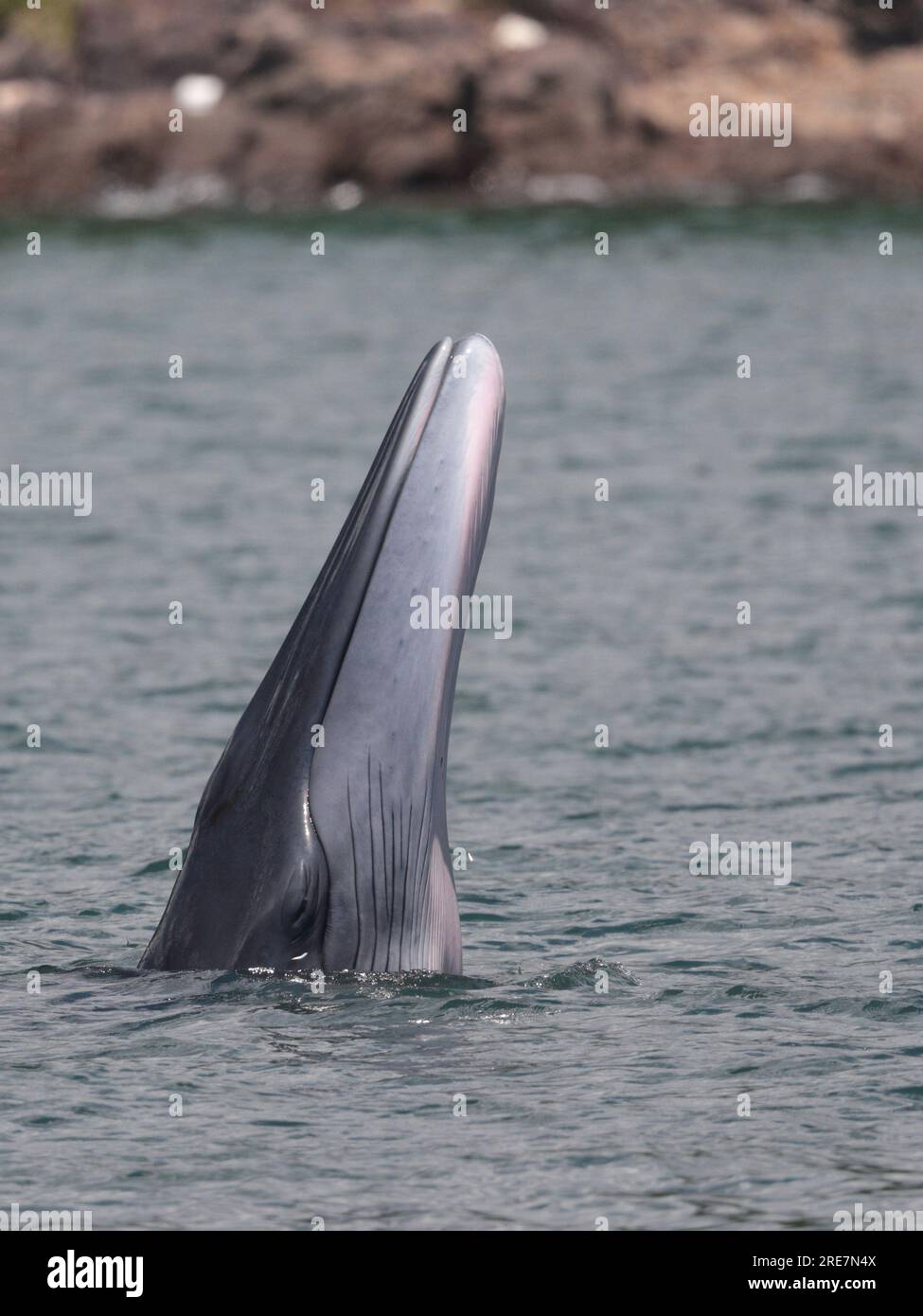 Vertical photo of adult Eden's Whale (Balaenoptera edeni), at sea ...