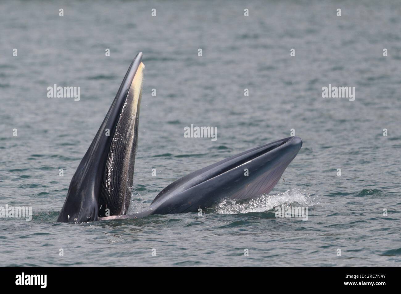 Eden's Whale (Balaenoptera edeni), at sea surface, feeding, Inner Port ...