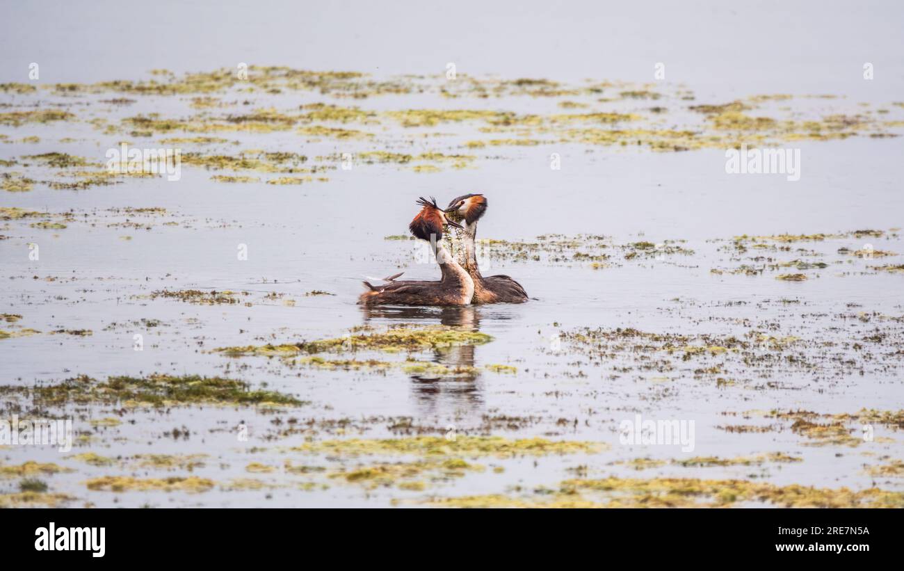 Mating games of two water birds Great Crested Grebes. Two waterfowl ...