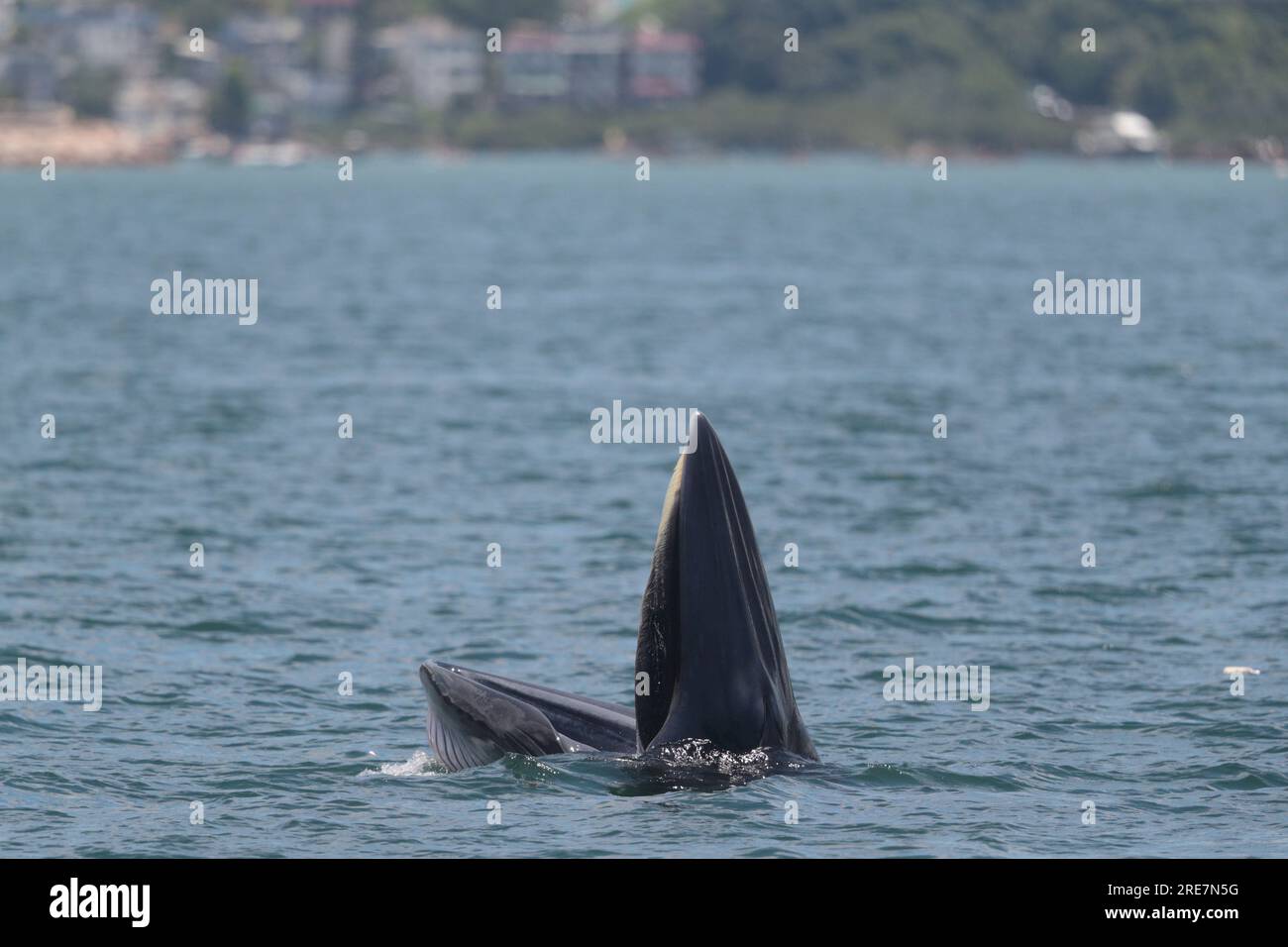 Eden's Whale (Balaenoptera edeni), at sea surface, feeding, Inner Port ...