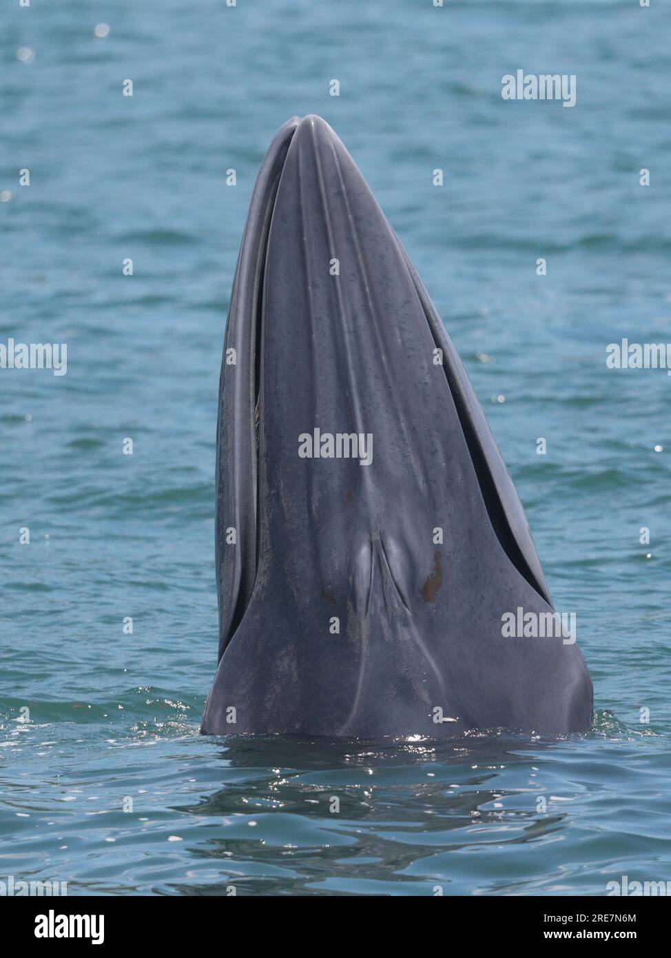 Vertical photo of adult Eden's Whale (Balaenoptera edeni), at sea ...