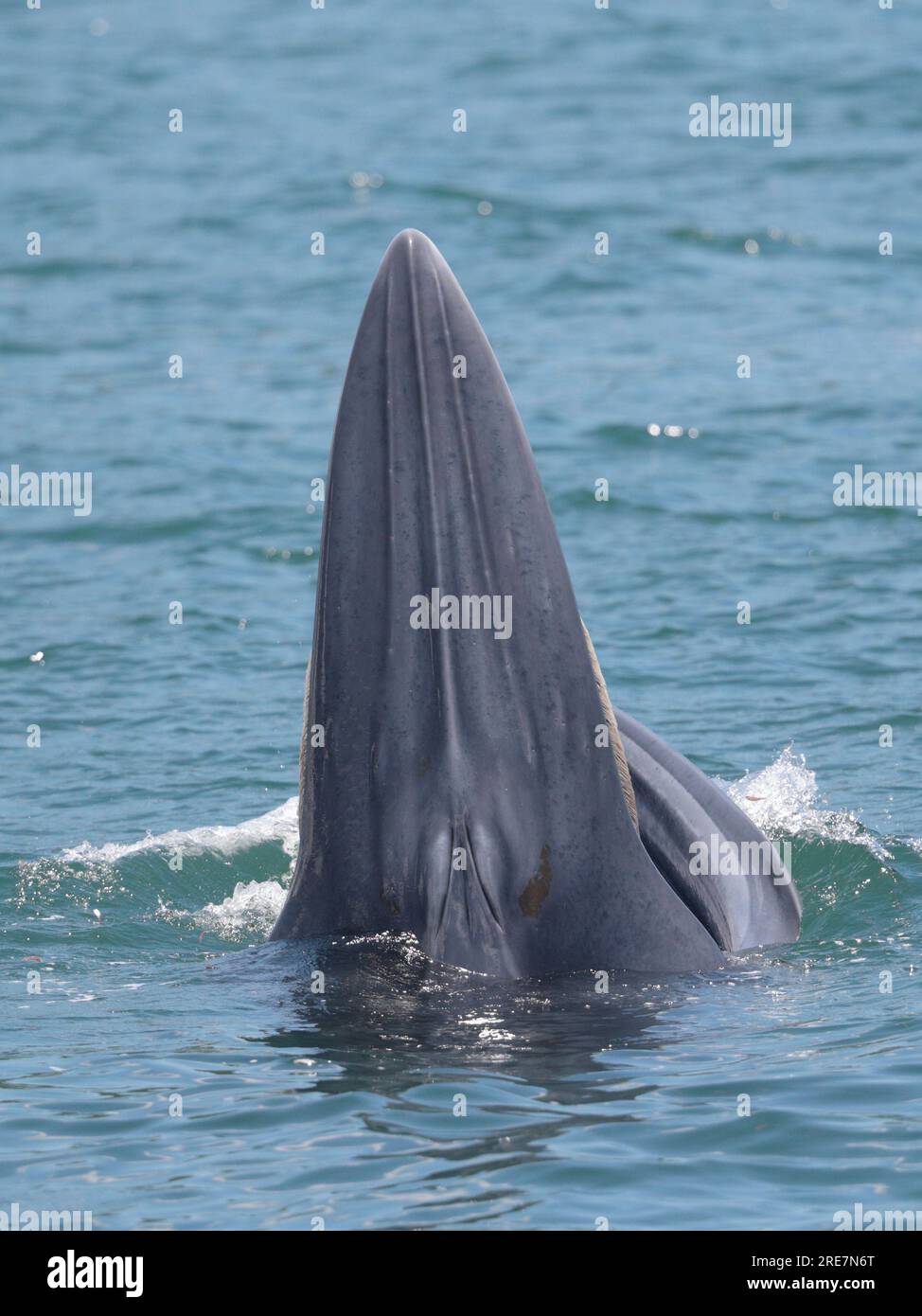 Vertical photo of adult Eden's Whale (Balaenoptera edeni), at sea ...
