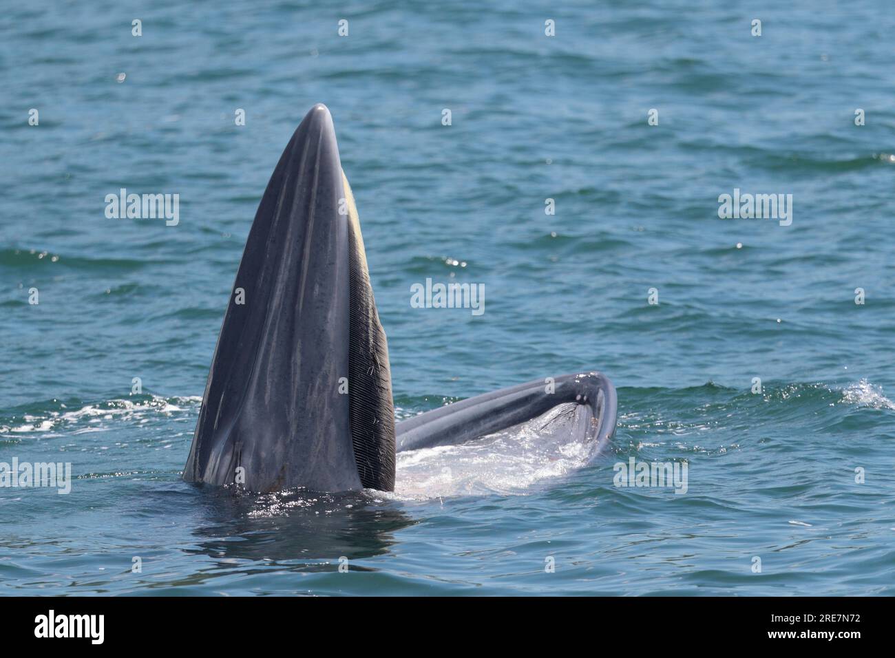 Eden's Whale (Balaenoptera edeni), at sea surface, feeding, Inner Port ...