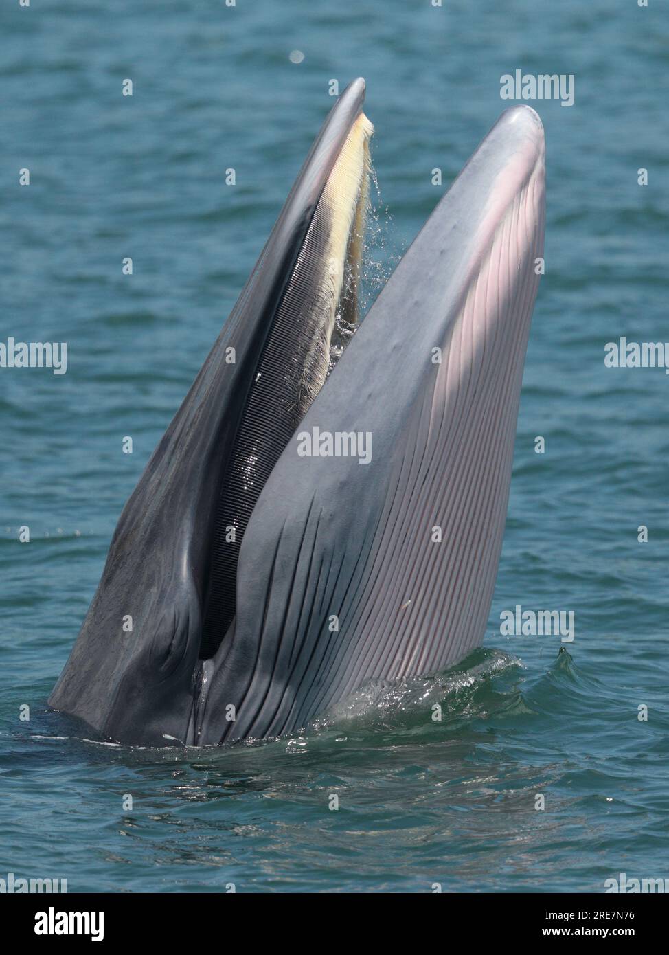 Vertical photo of adult Eden's Whale (Balaenoptera edeni), at sea ...