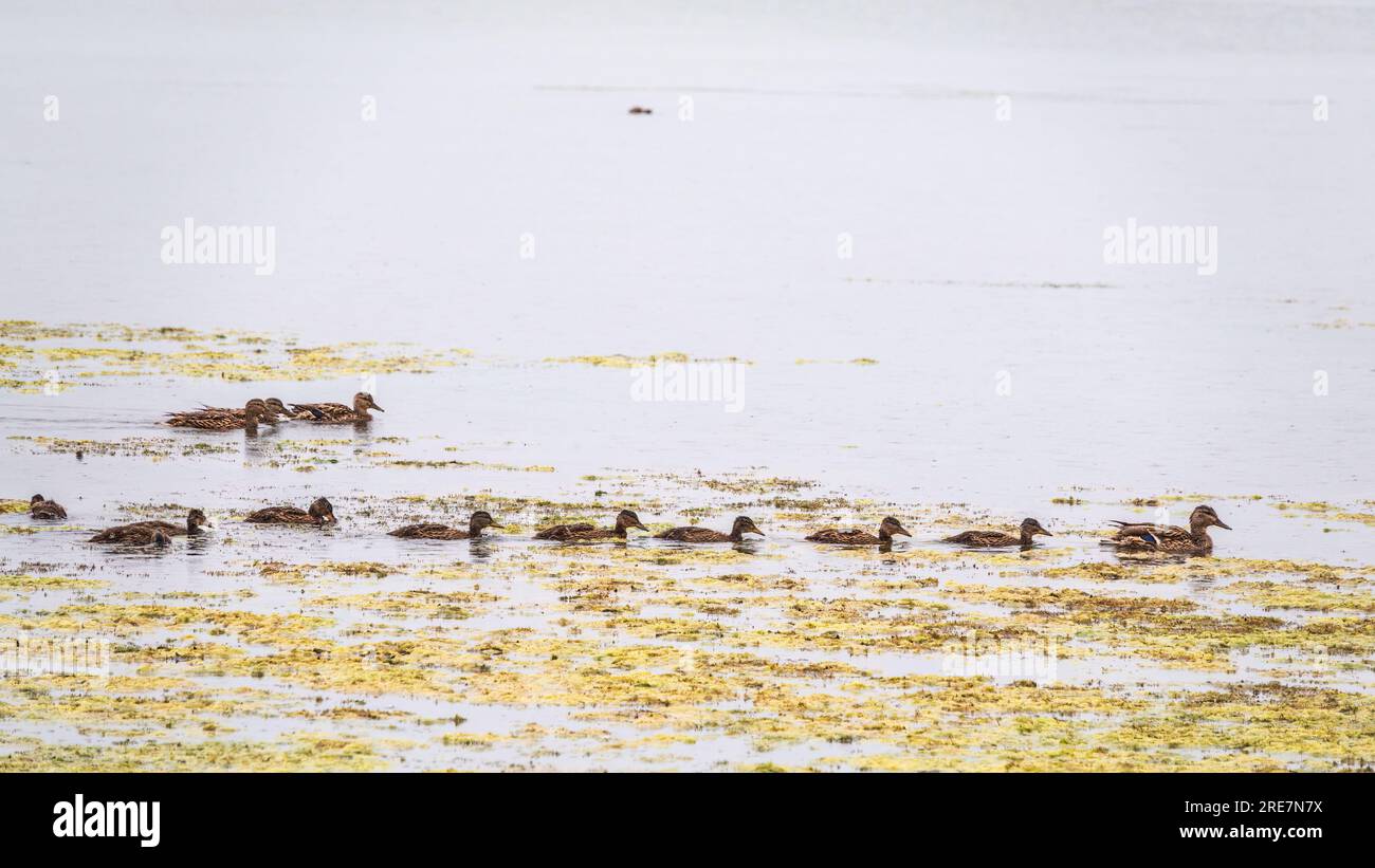 A family of ducks, a duck and its little ducklings are swimming in the ...