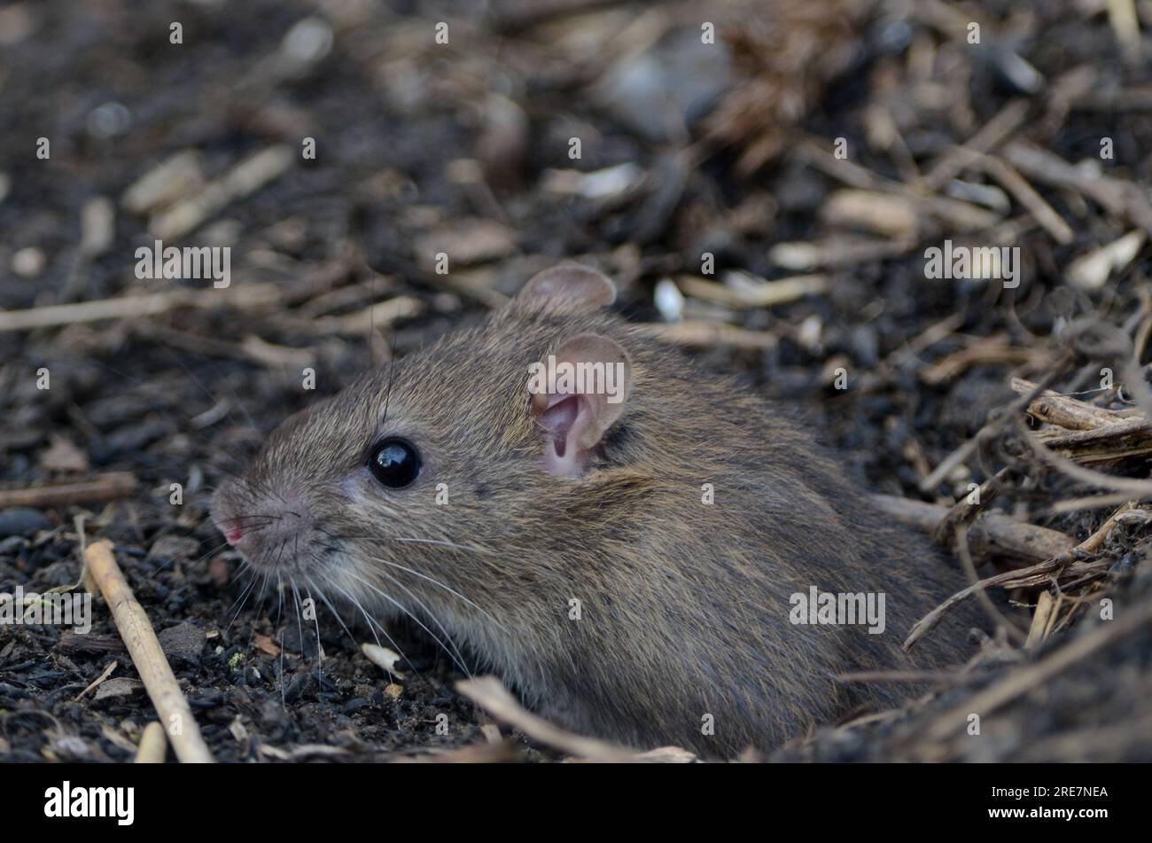 Voles of europe hi-res stock photography and images - Alamy