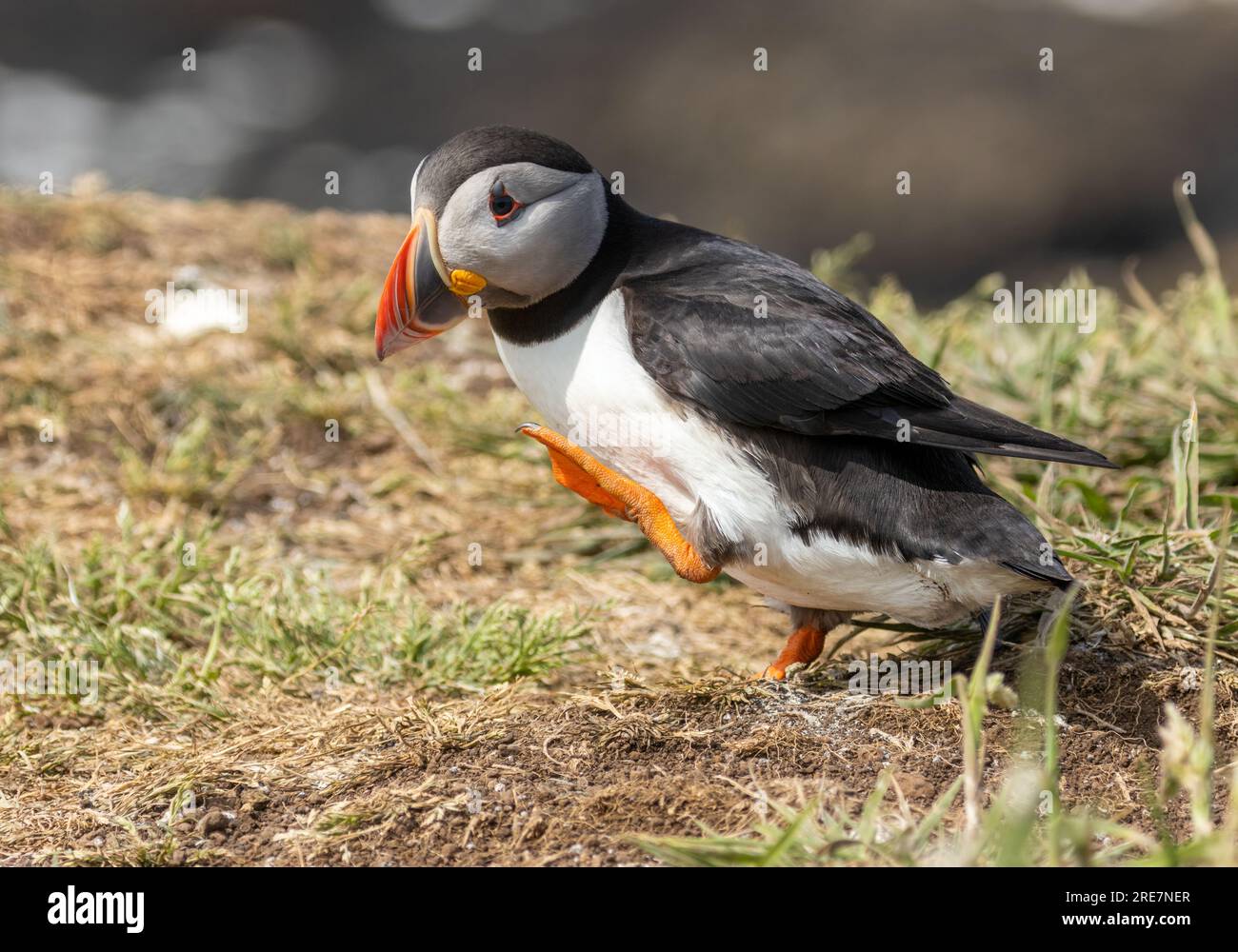 Atlantic puffin marching along the grassy cliff side looking funny with ...