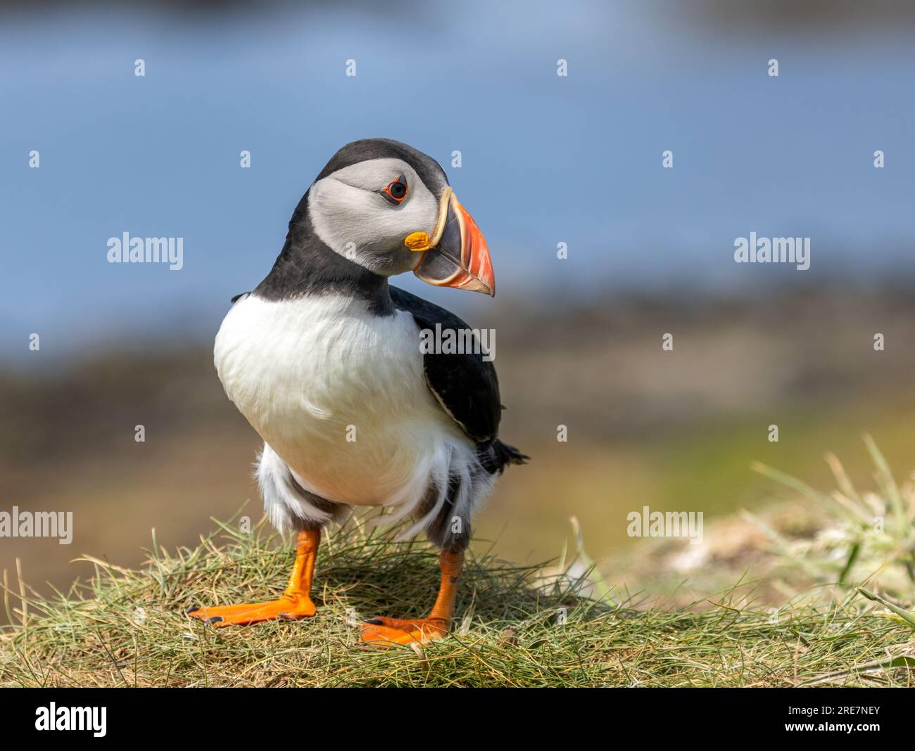 Puffin coloured beak hi-res stock photography and images - Alamy