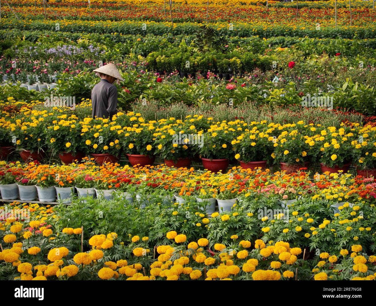 Flower vietnamese hi-res stock photography and images - Alamy