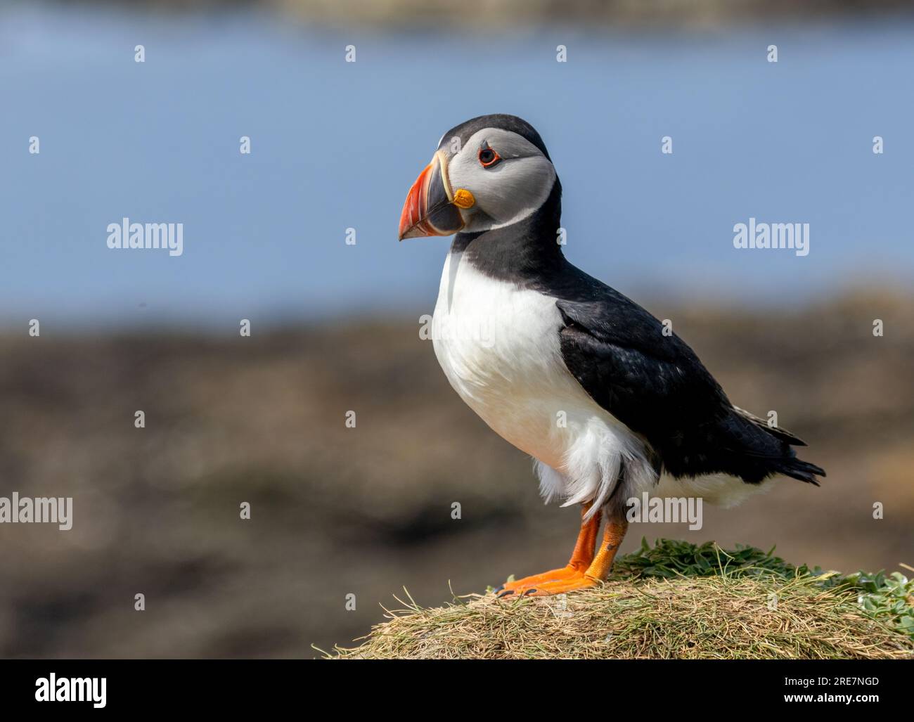 Puffin coloured beak hi-res stock photography and images - Alamy