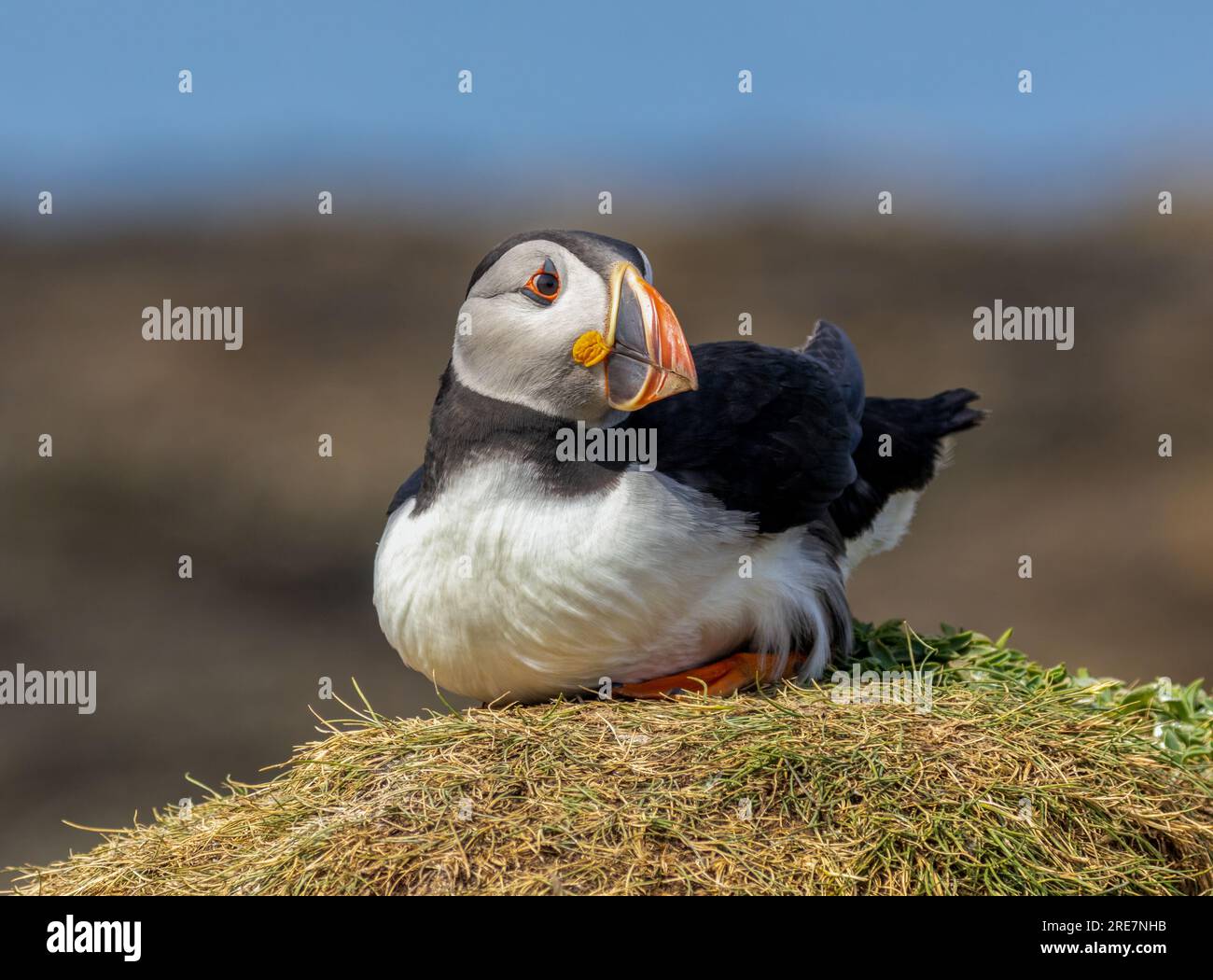 Atlantic puffin lying down on a grassy hump on a cliff side in the ...