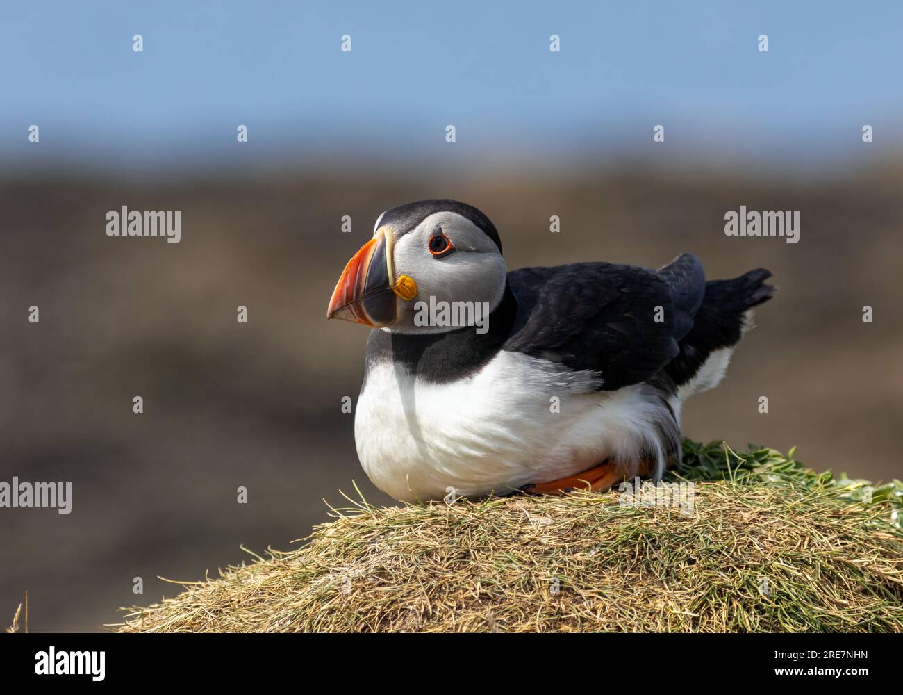 Atlantic puffin lying down on a grassy hump on a cliff side in the ...