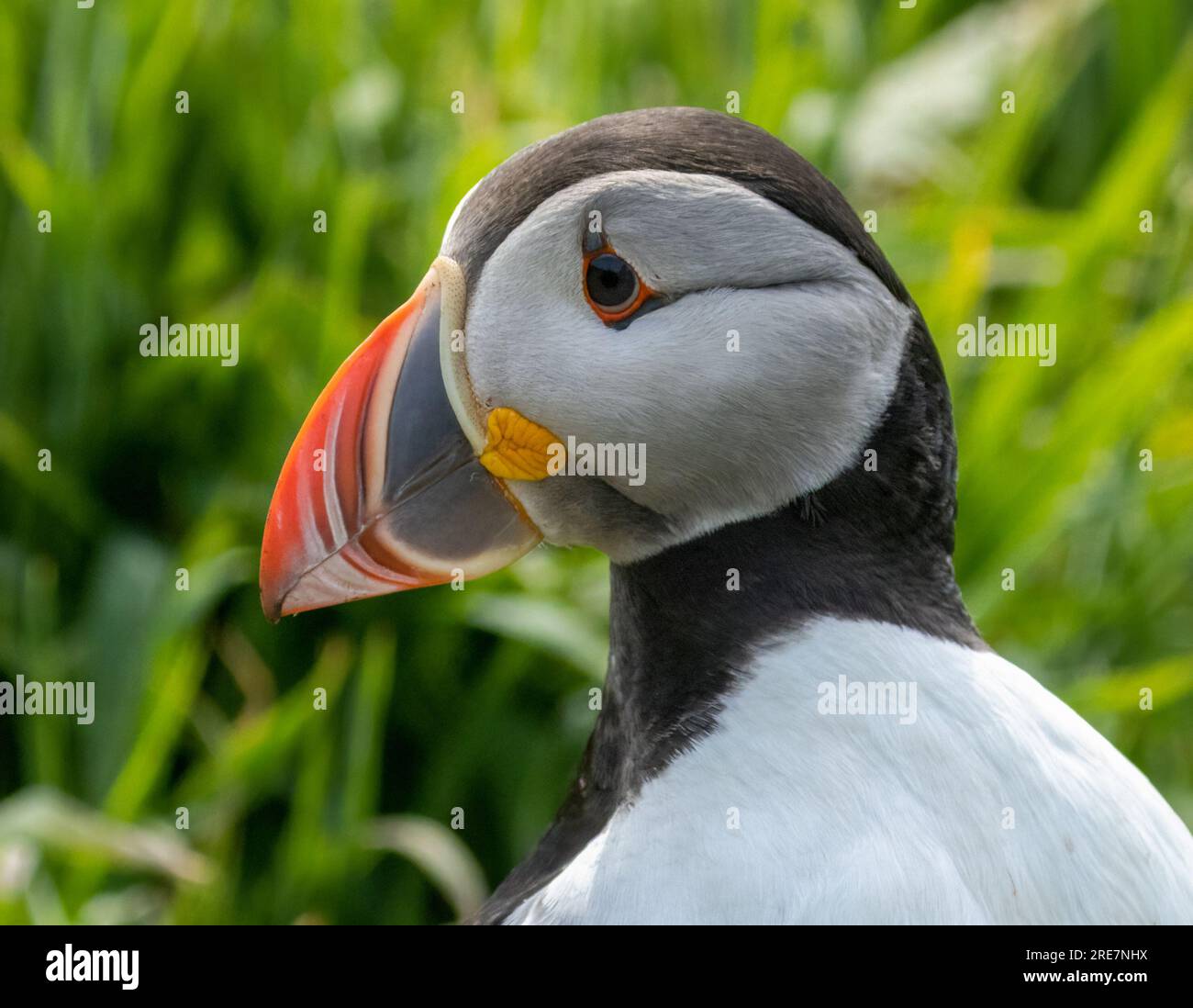 Close up side profile of an Atlantic puffin in the sunshine with ...