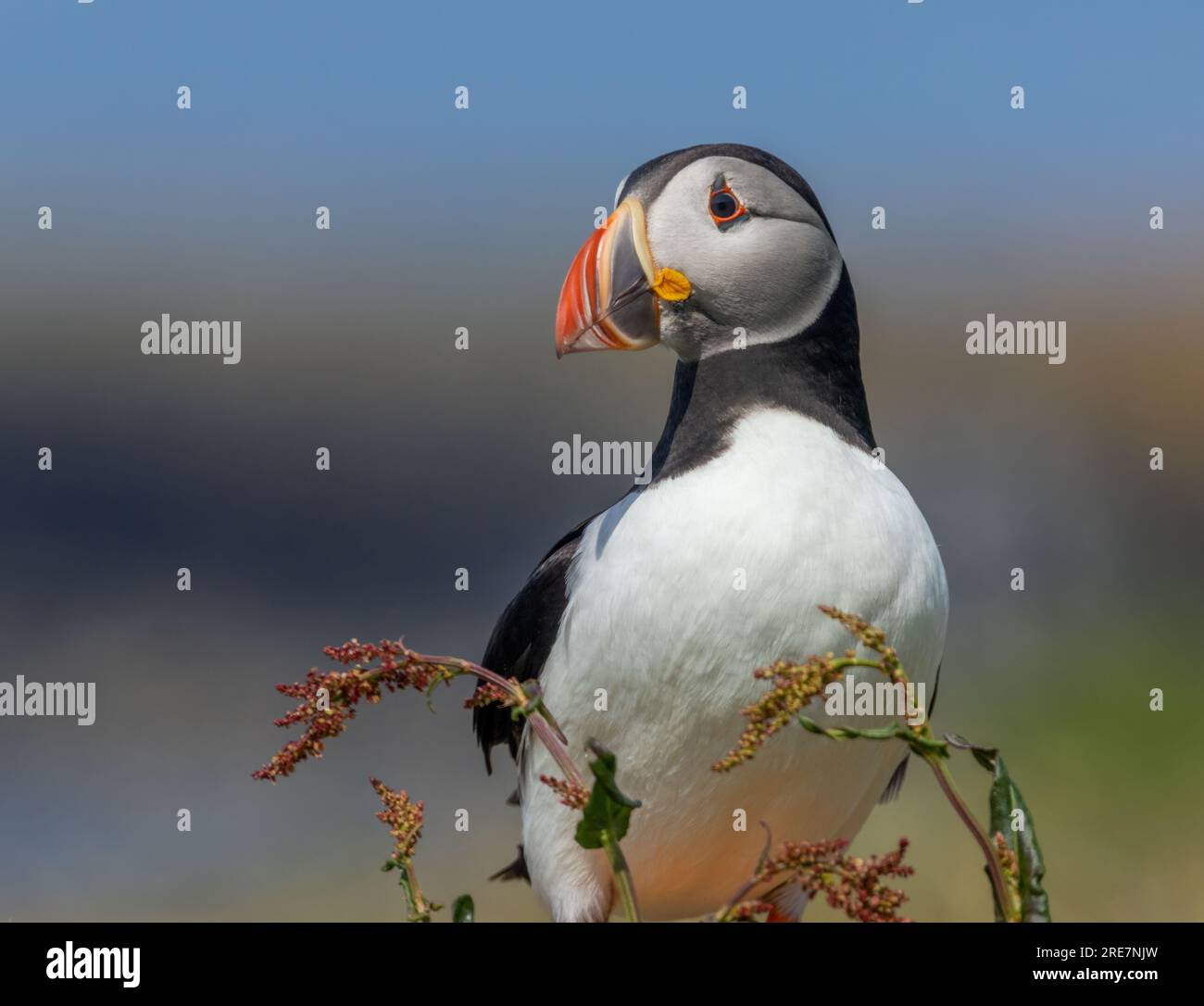 Atlantic puffin, clown of the sea, with brightly coloured beak standing ...