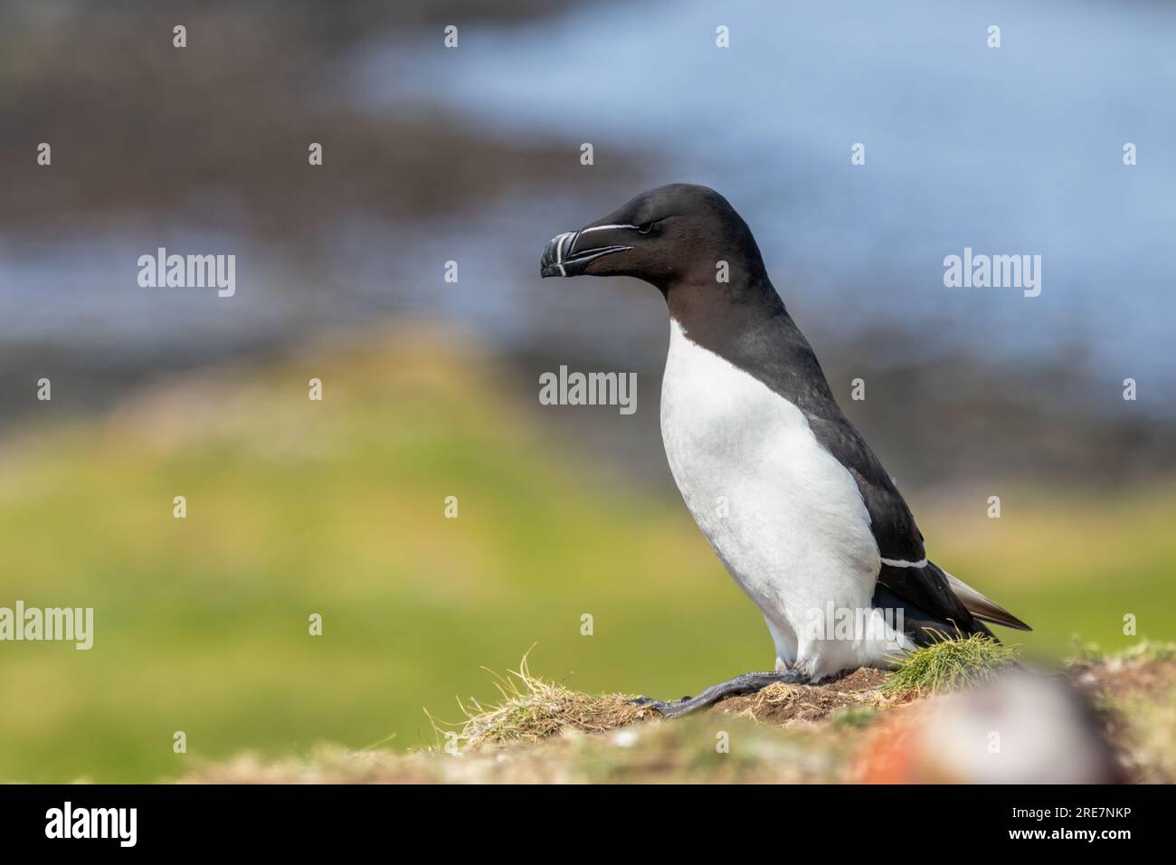 Razorbill sea bird side profile standing on the cliff edge in the ...