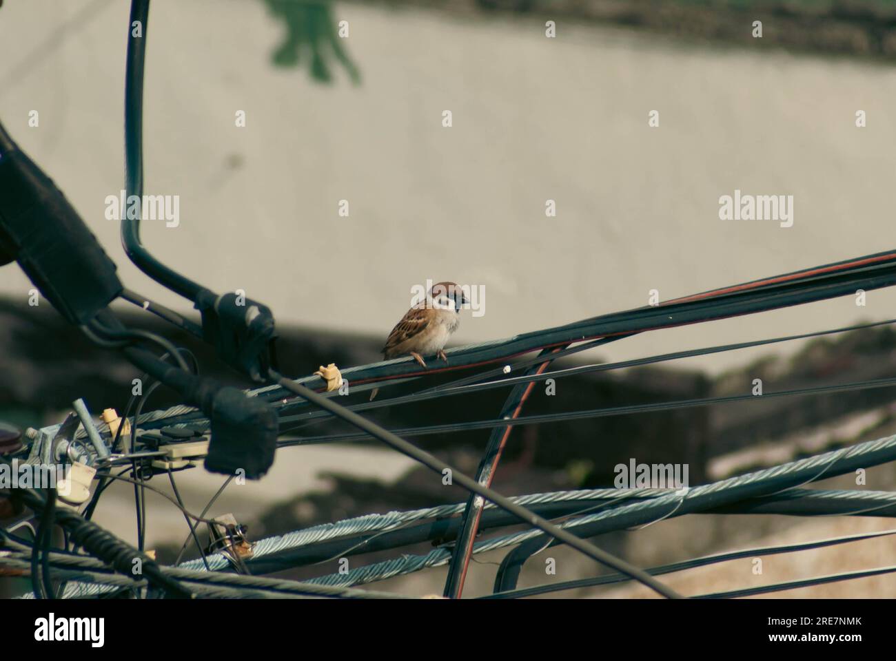Bird on electrical wires Stock Photo - Alamy