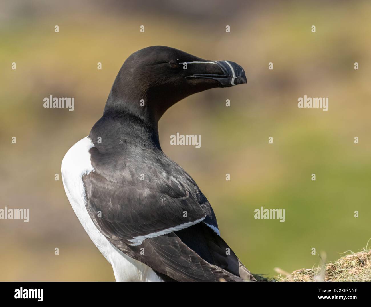 White bird with black bill hi-res stock photography and images - Alamy
