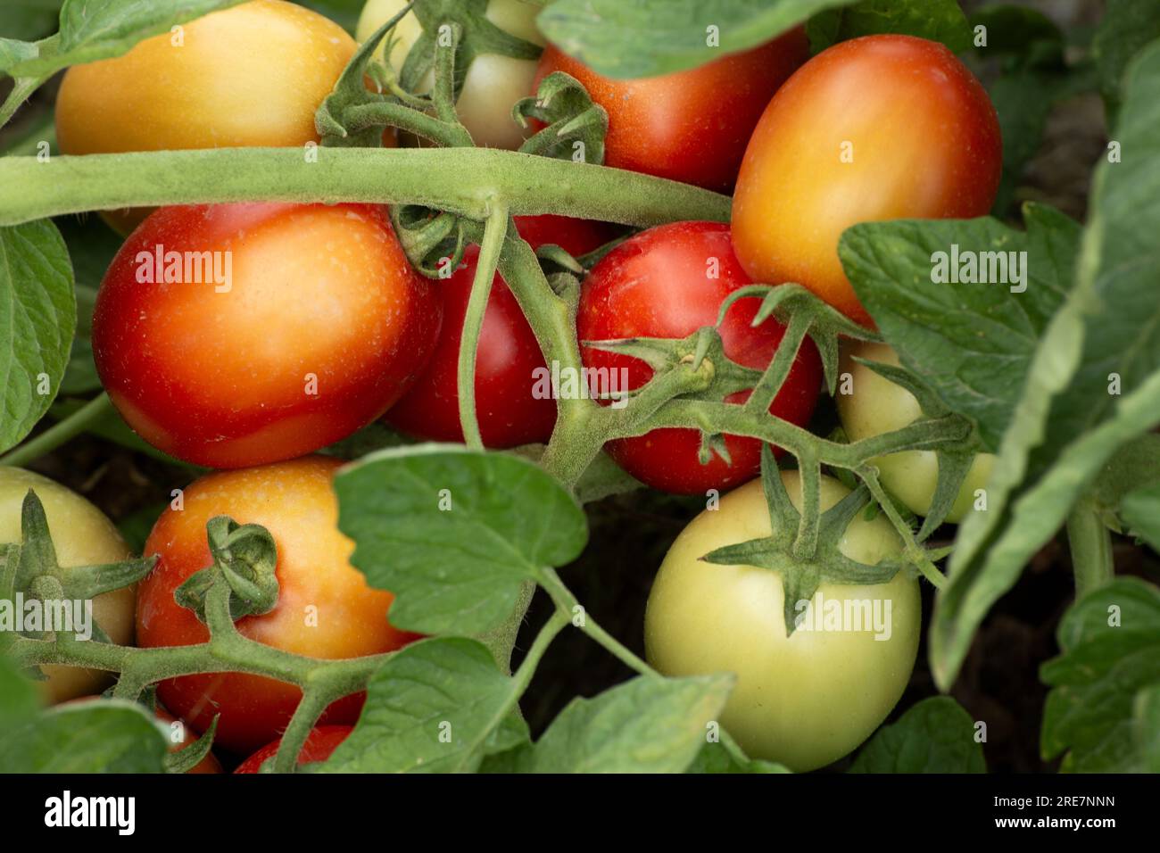 Regenerative agriculture sustainable farming hi-res stock photography and images - Alamy