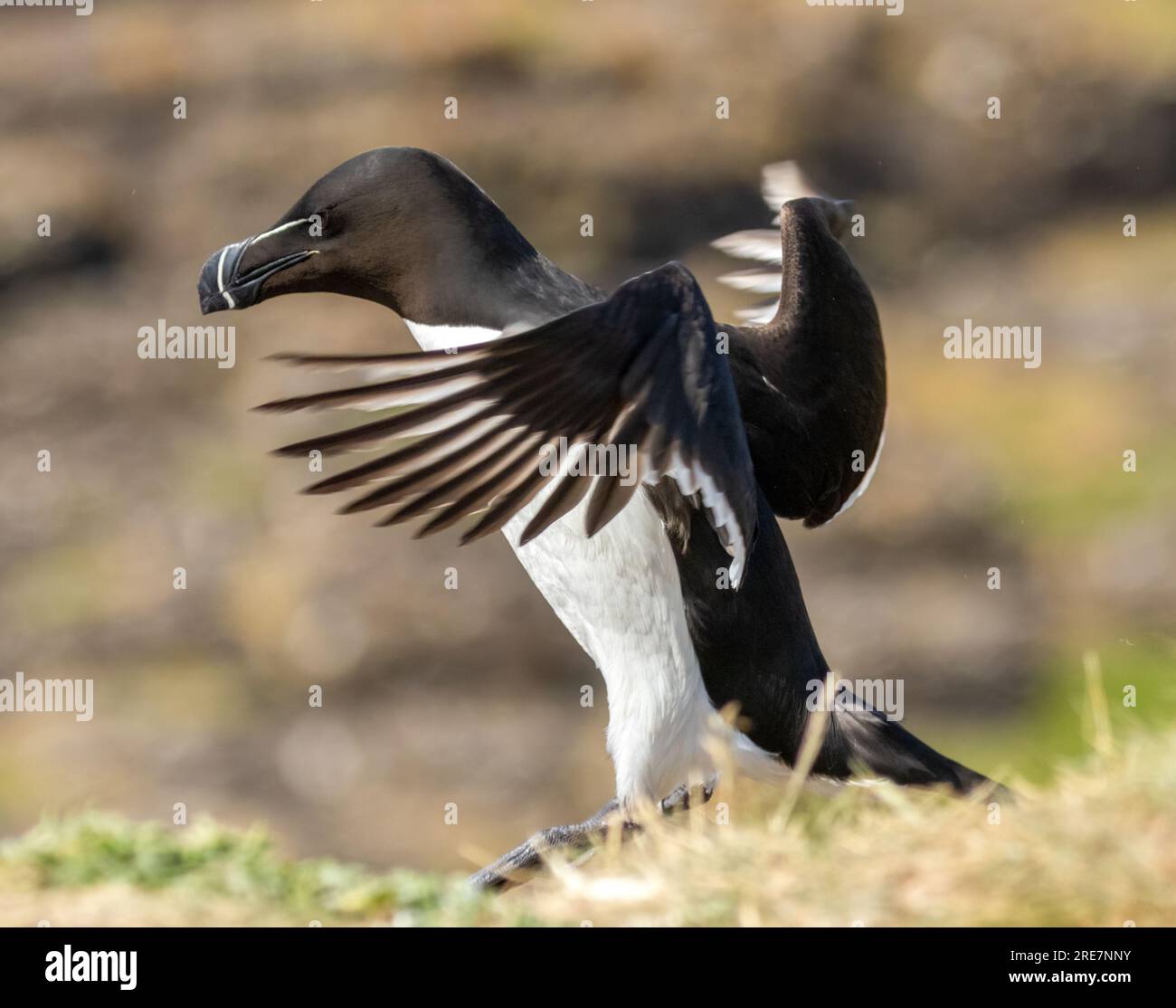 Razorbill seabird coming in to land with wings out on the cliff side in ...